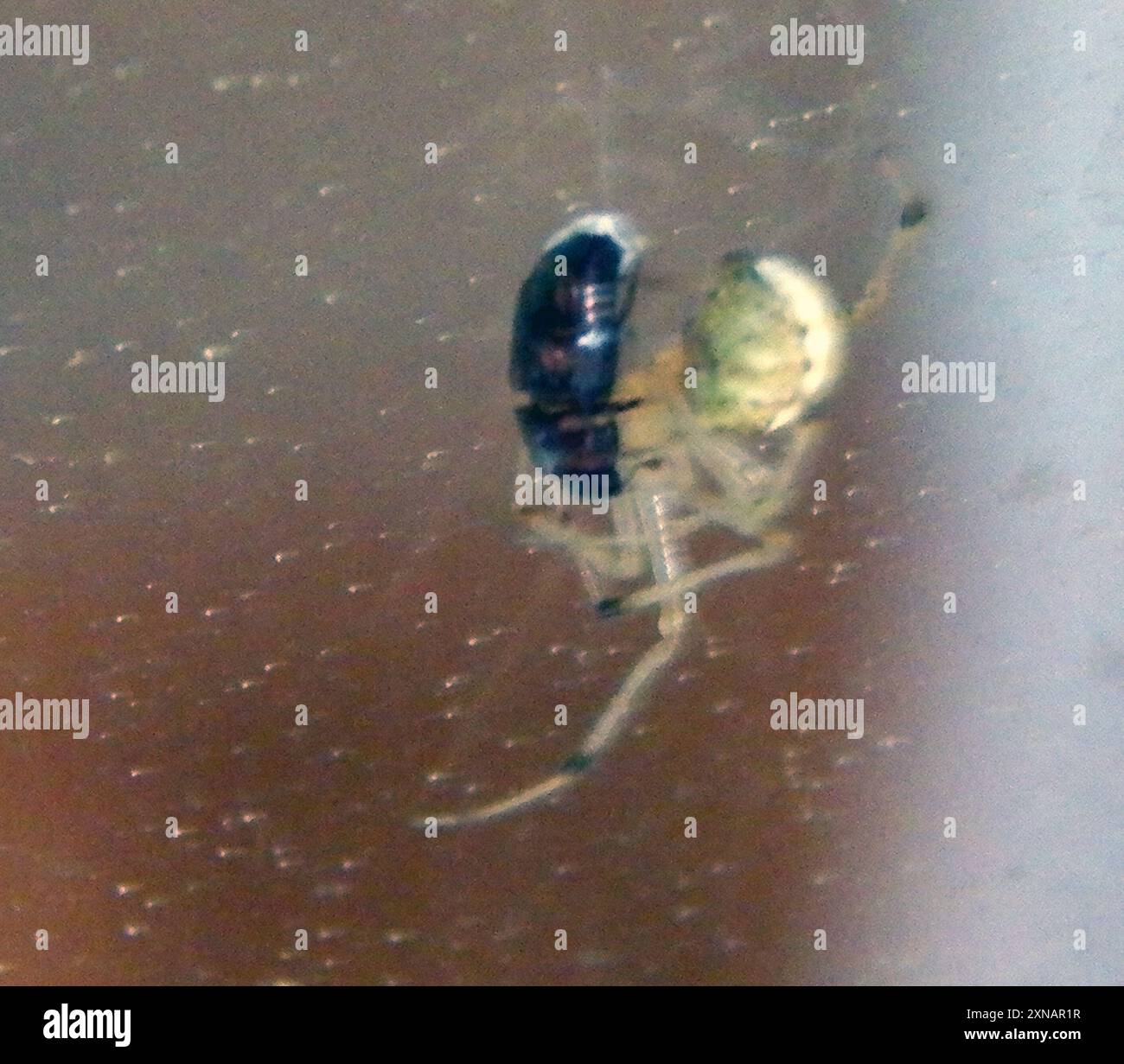 Comb-footed Spiders (Theridiidae) Arachnida Stock Photo - Alamy