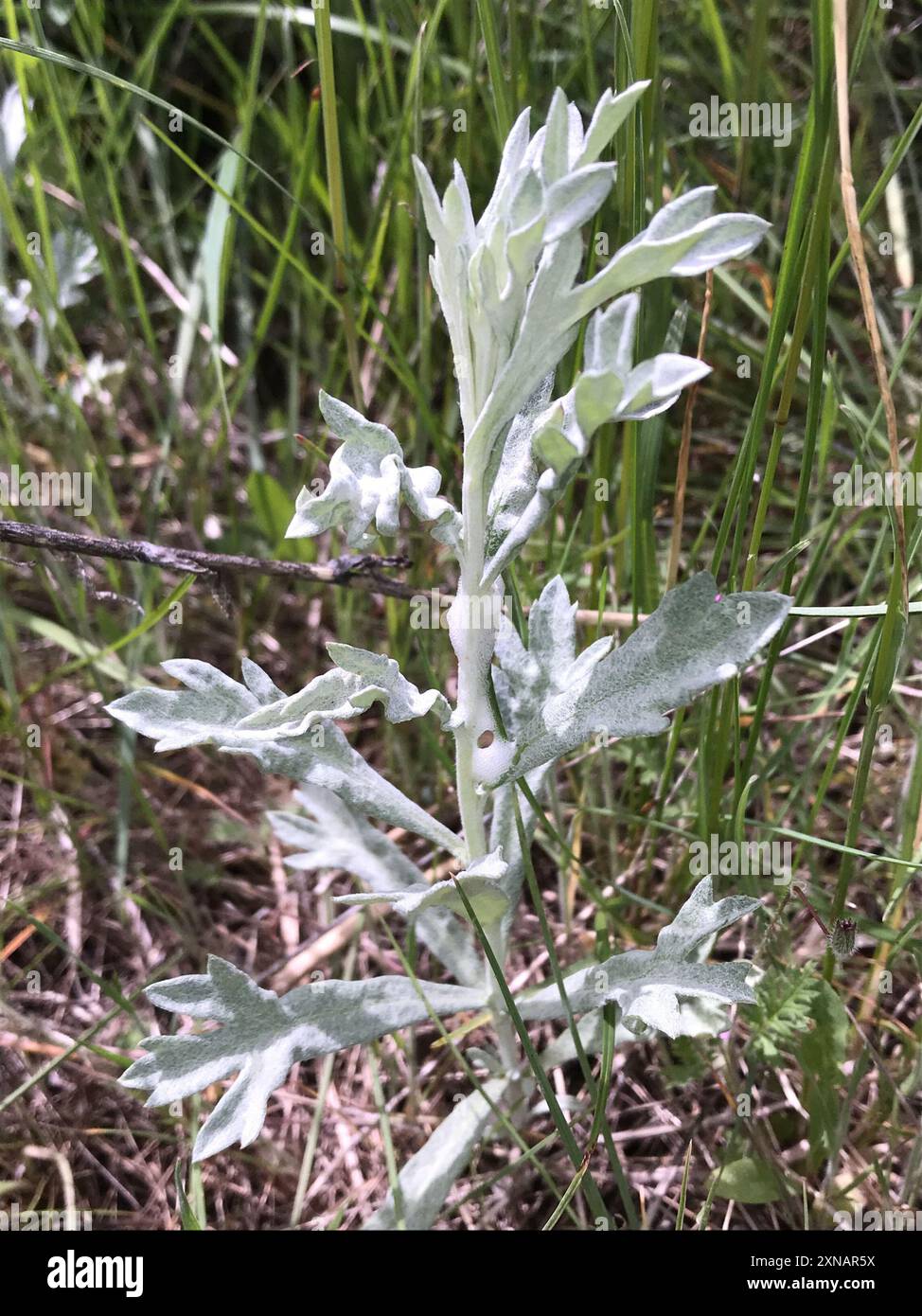 Silver Wormwood (Artemisia ludoviciana) Plantae Stock Photo - Alamy