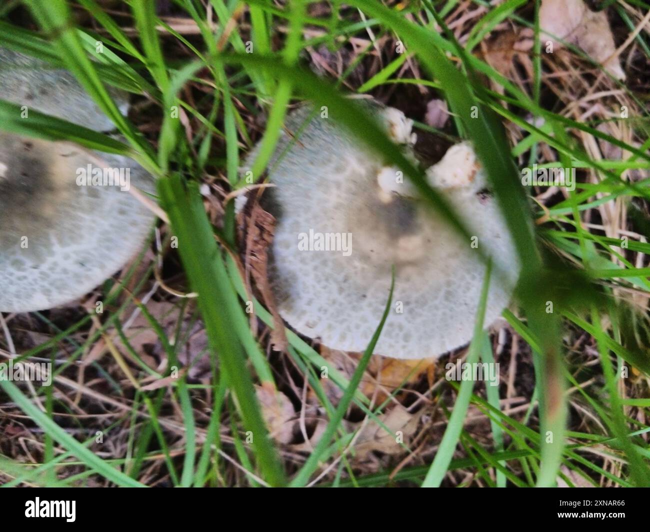Green Quilt Russula (Russula crustosa) Fungi Stock Photo - Alamy