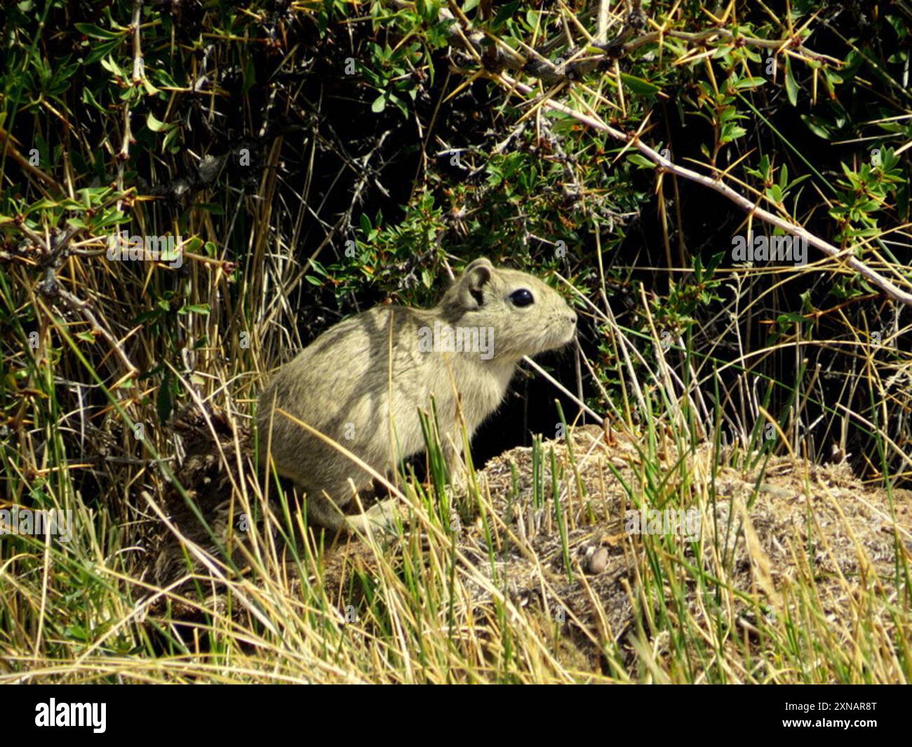 Microcavia australis hi-res stock photography and images - Alamy