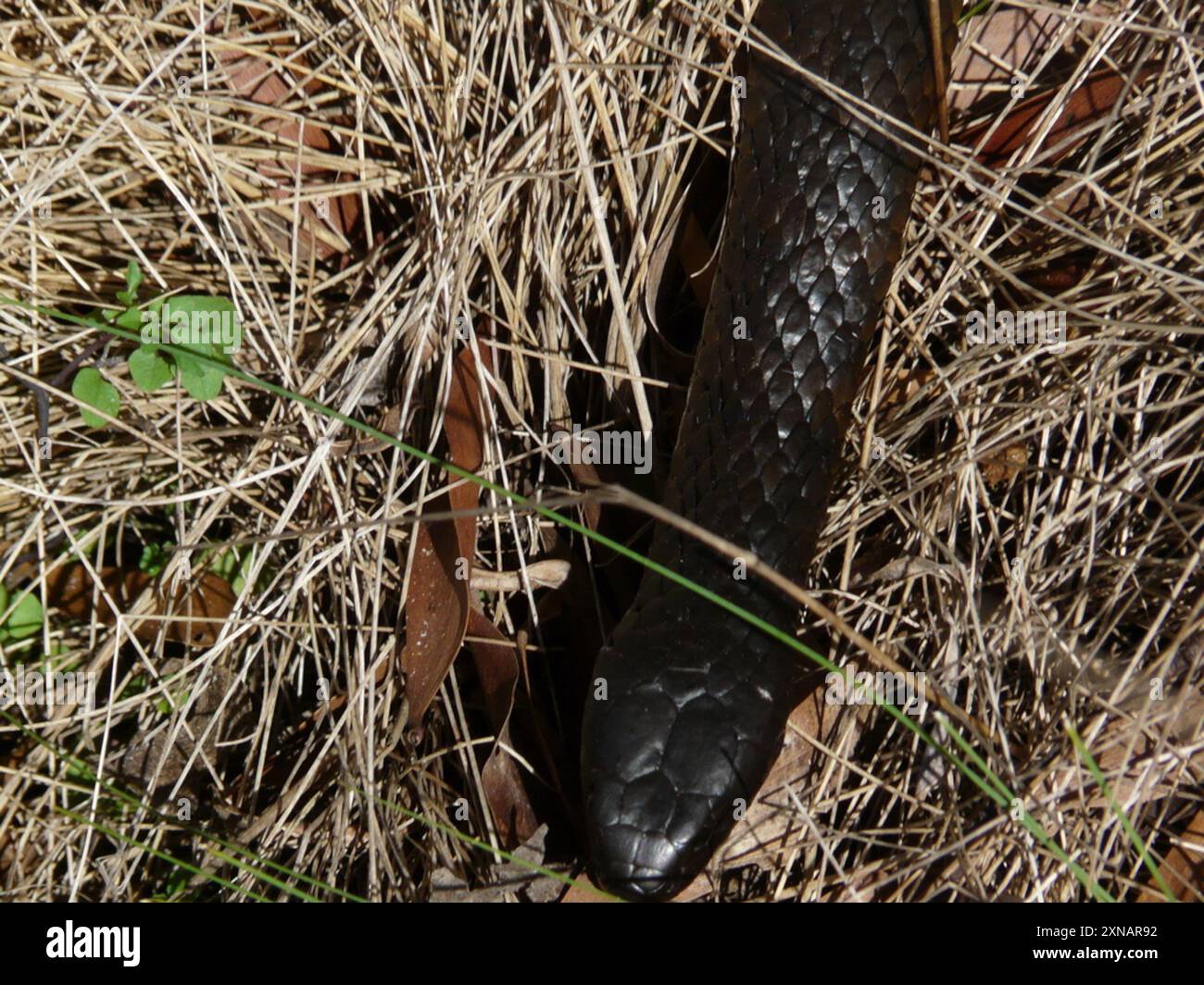 Tiger Snake (Notechis scutatus) Reptilia Stock Photo - Alamy