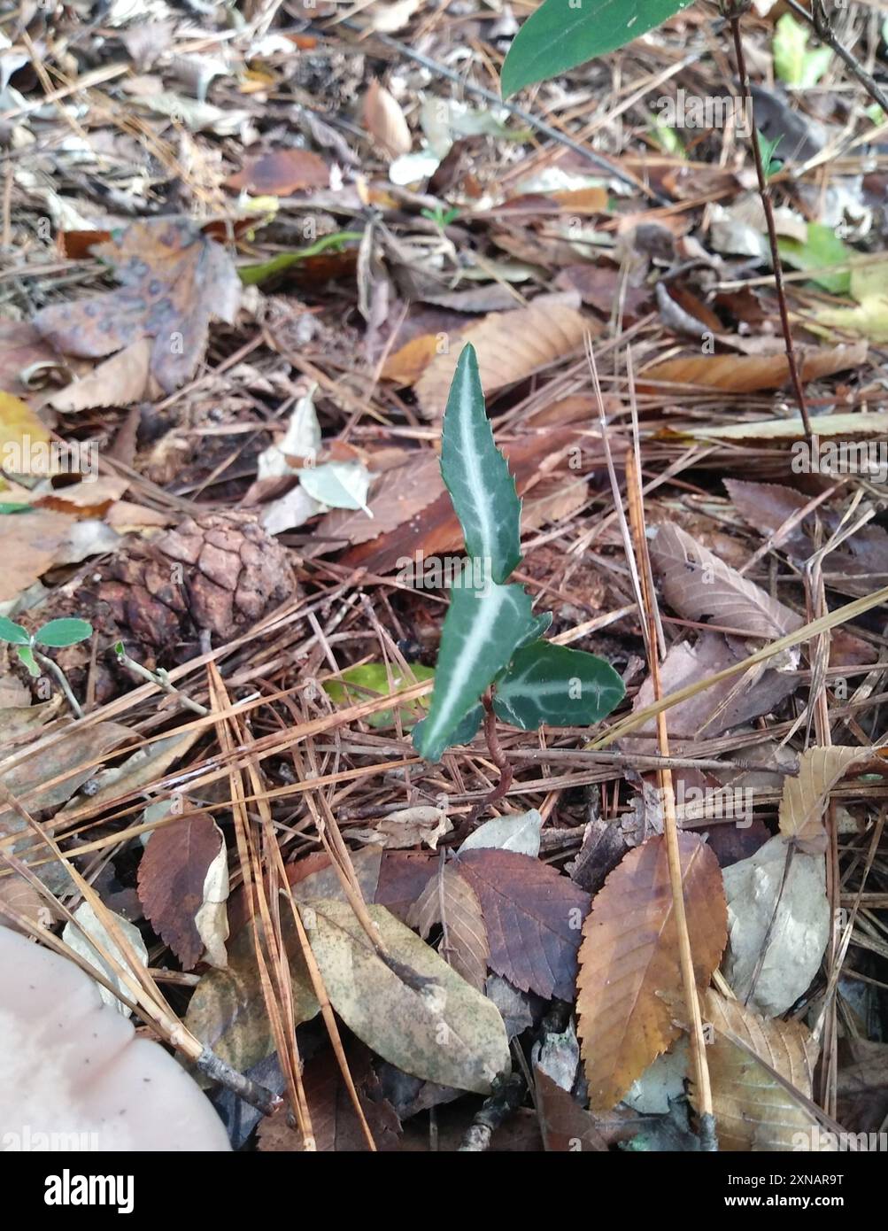 striped wintergreen (Chimaphila maculata) Plantae Stock Photo - Alamy