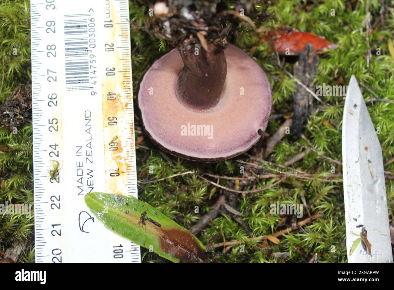 Dark Velvet Bolete (Tylopilus formosus) Fungi Stock Photo - Alamy