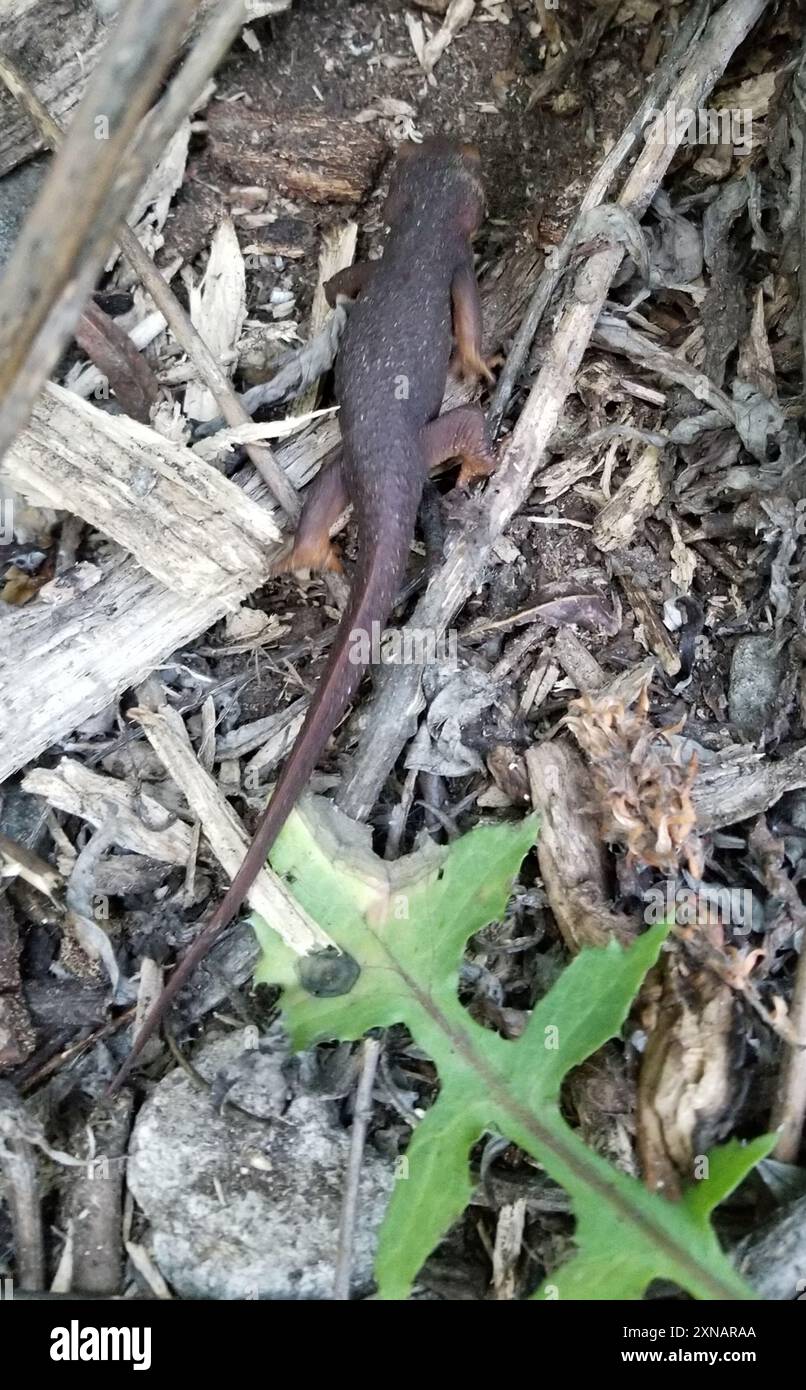 California Newt (Taricha torosa) Amphibia Stock Photo - Alamy