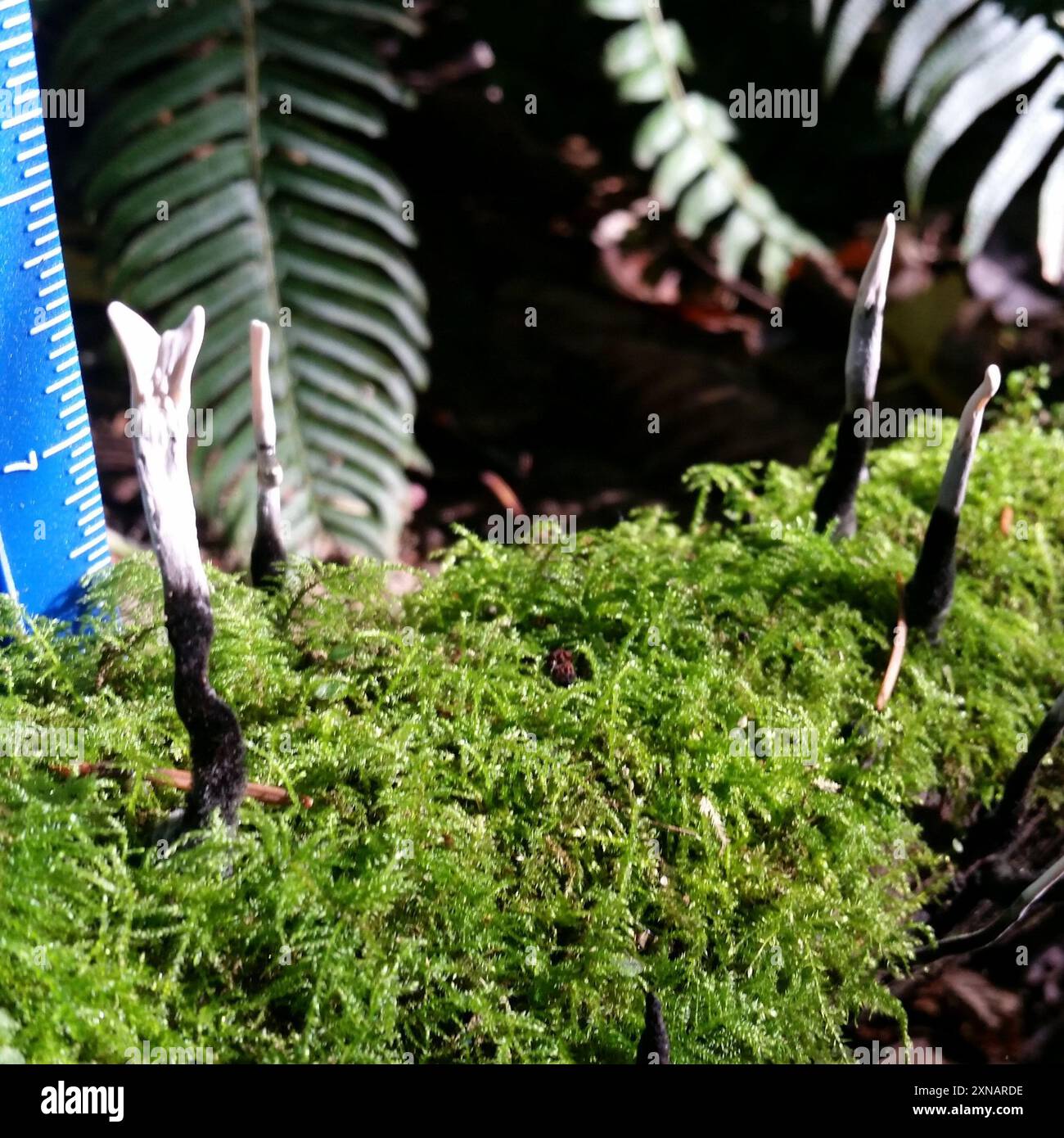 Candlesnuff Fungus (Xylaria hypoxylon) Fungi Stock Photo - Alamy