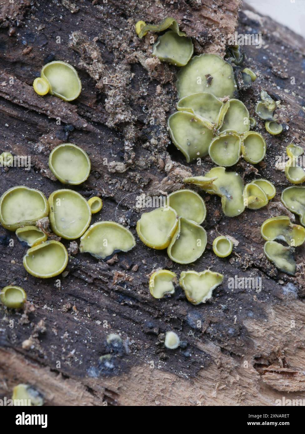(Chlorosplenium chlora) Fungi Stock Photo - Alamy