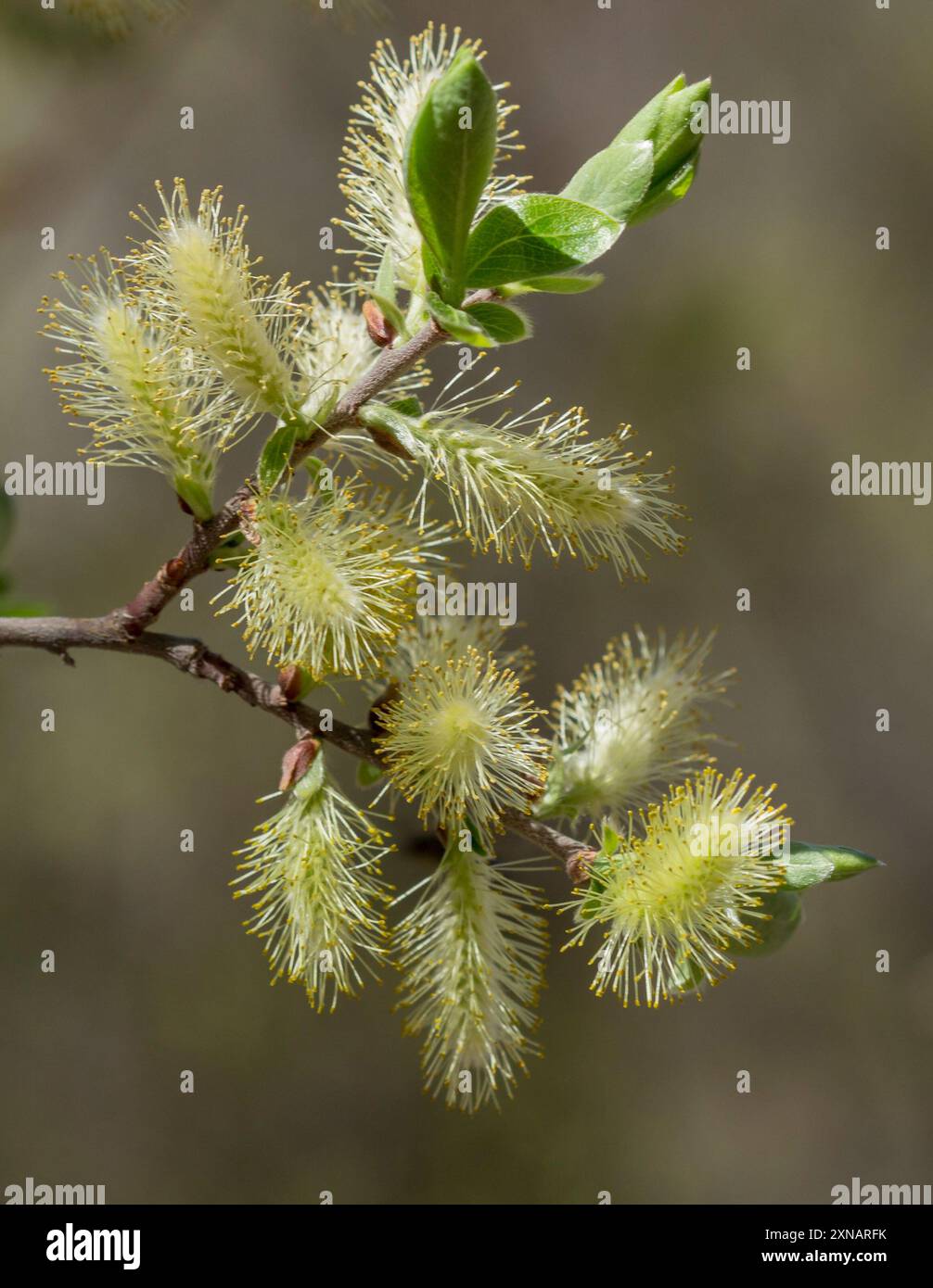 bebb's willow (Salix bebbiana) Plantae Stock Photo - Alamy