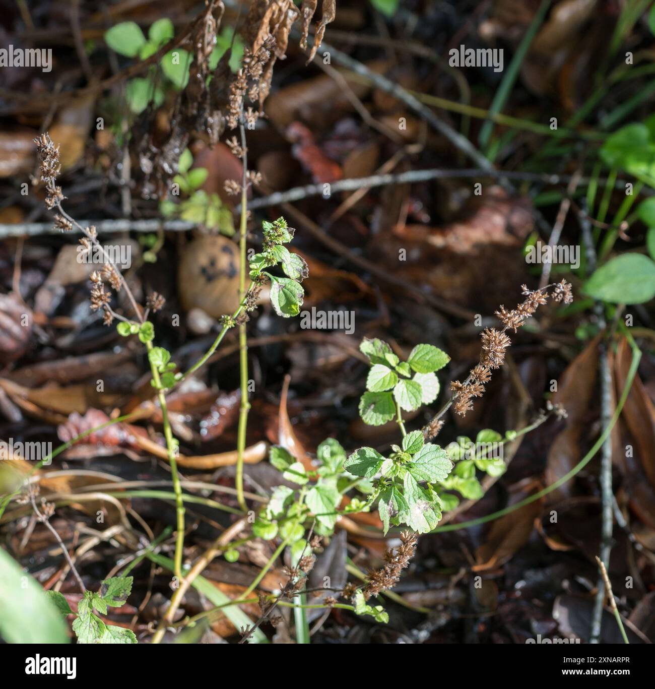 Tropical Bushmint (Hyptis mutabilis) Plantae Stock Photo - Alamy