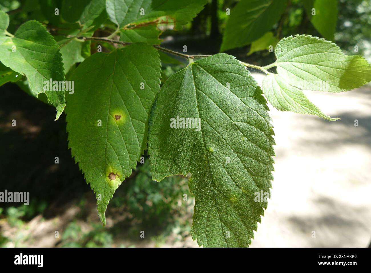 common hackberry (Celtis occidentalis) Plantae Stock Photo - Alamy
