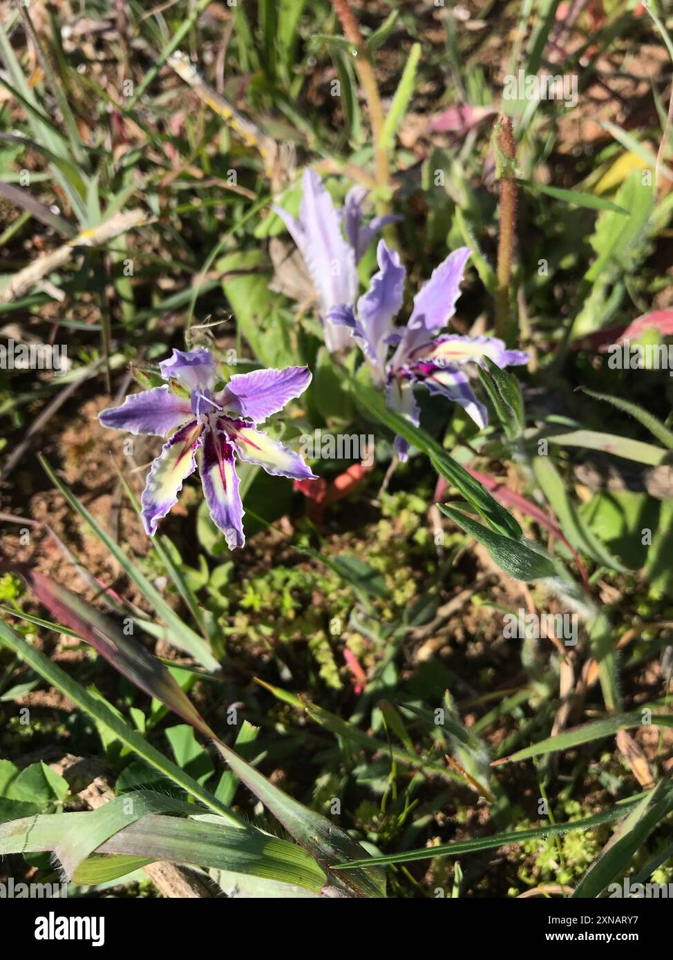 Baboon Root (Babiana) Plantae Stock Photo - Alamy