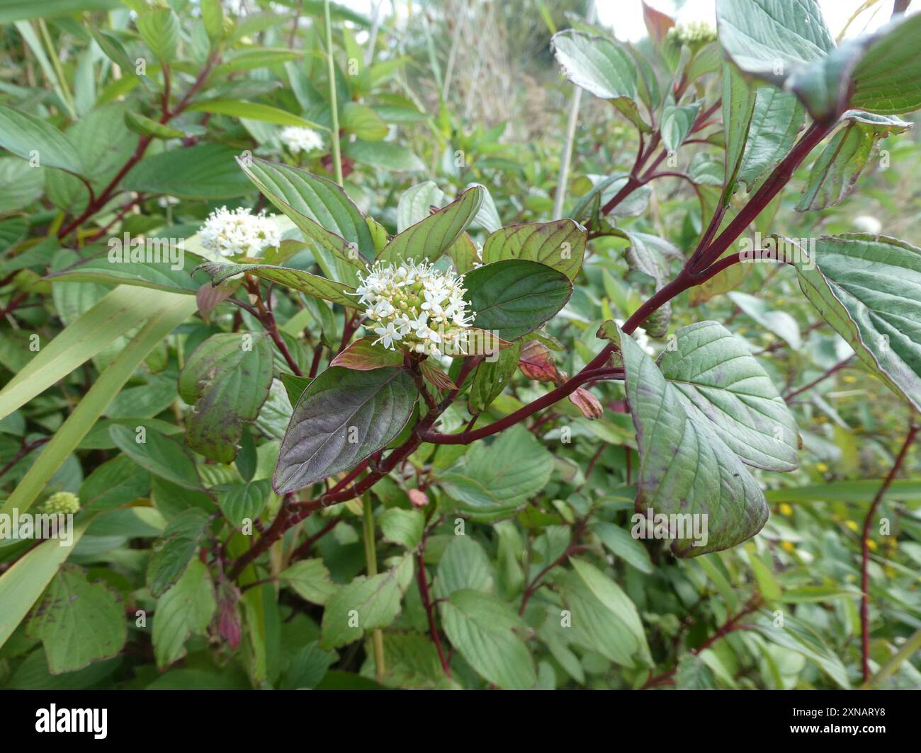 red osier dogwood (Cornus sericea) Plantae Stock Photo - Alamy
