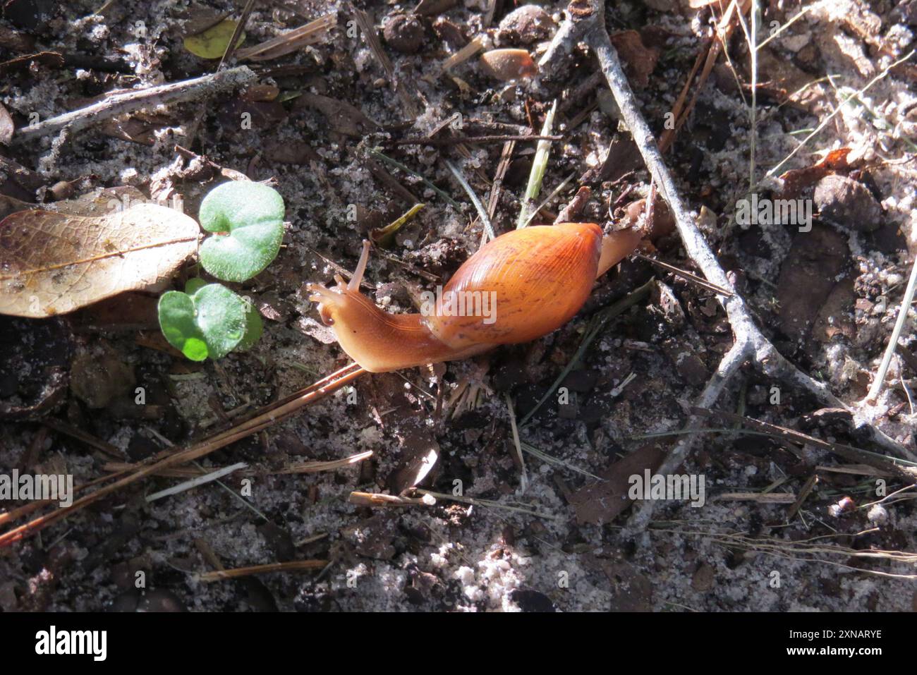 Rosy Wolfsnail (Euglandina rosea) Mollusca Stock Photo - Alamy