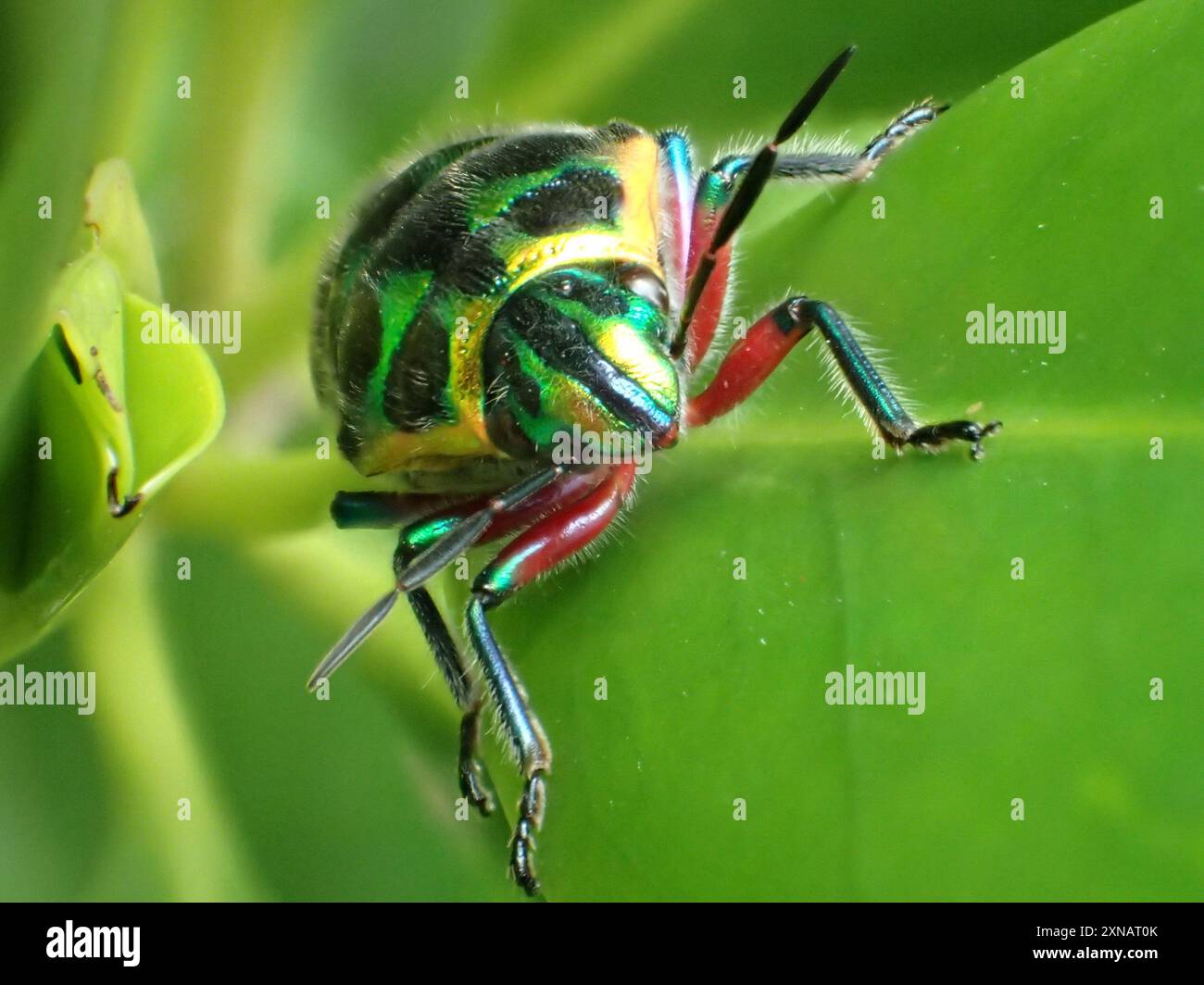 Scutellera hi-res stock photography and images - Alamy