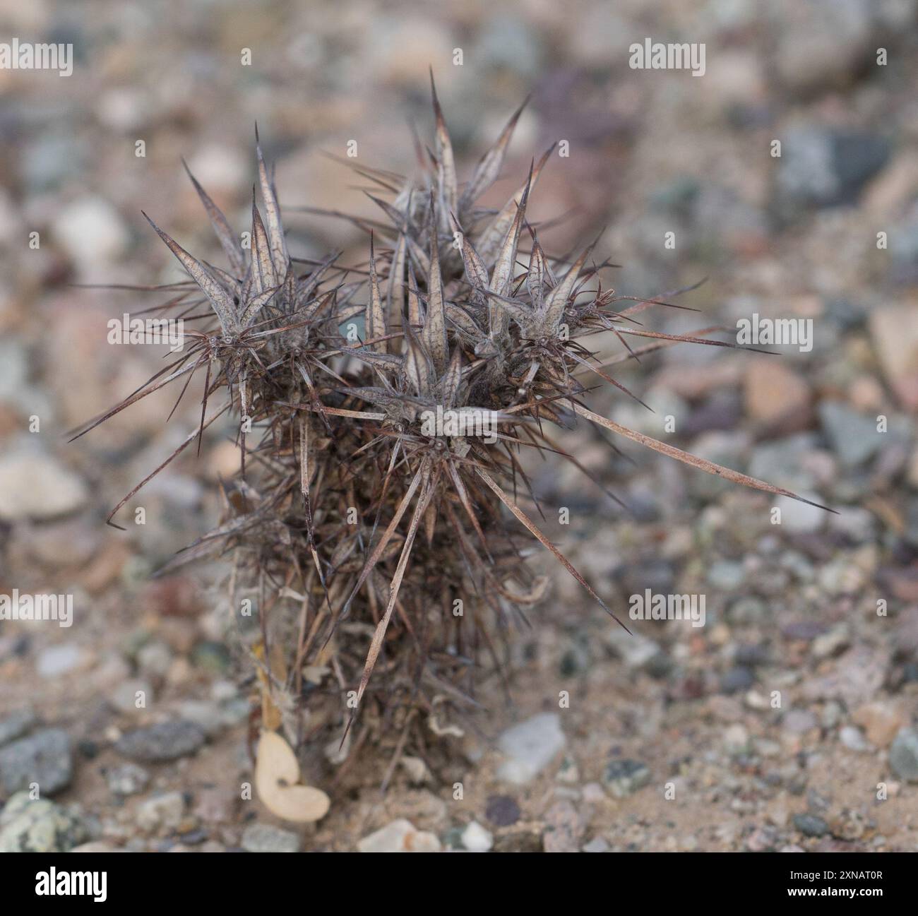 Devil's Spineflower (Chorizanthe rigida) Plantae Stock Photo - Alamy