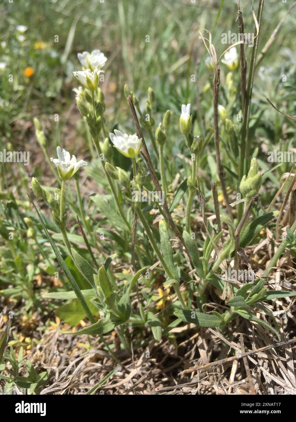 field chickweed (Cerastium arvense) Plantae Stock Photo - Alamy