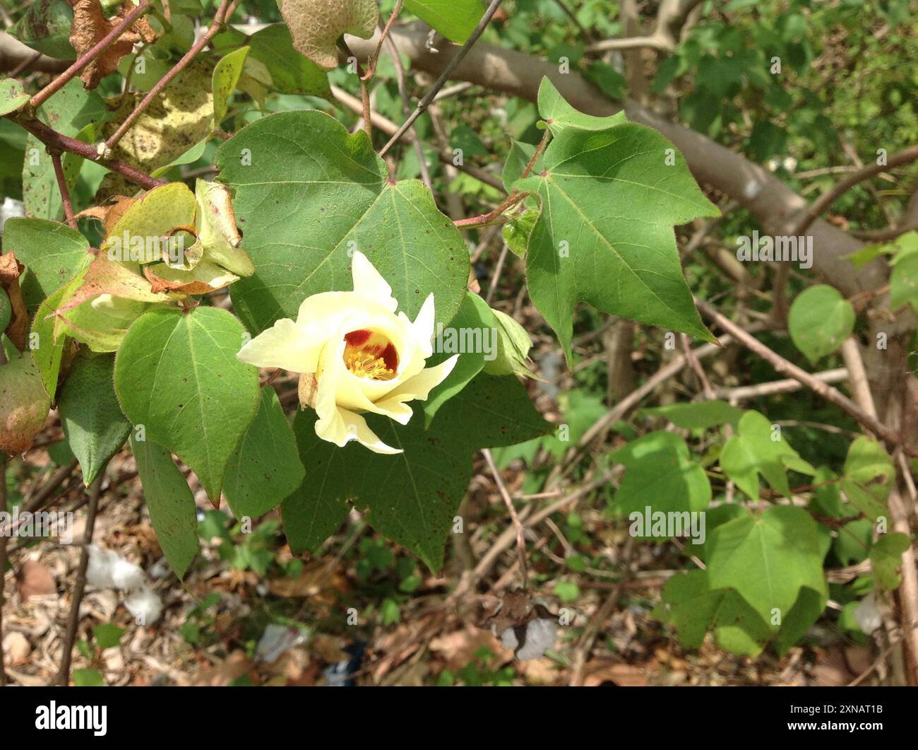 Upland Cotton (Gossypium hirsutum) Plantae Stock Photo - Alamy