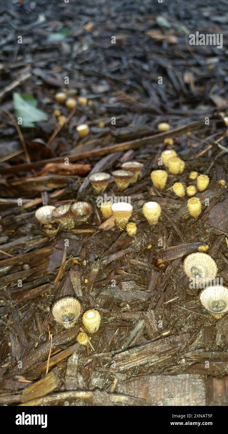bird's nest fungi (Nidulariaceae) Fungi Stock Photo - Alamy