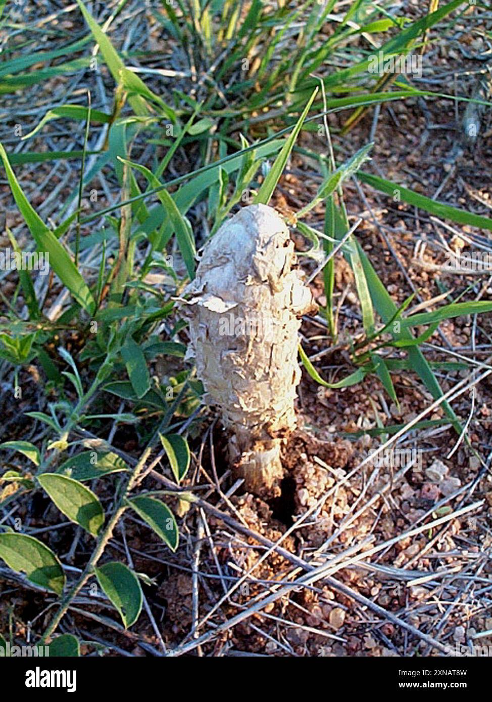 Termite Inkcaps (Podaxis) Fungi Stock Photo - Alamy