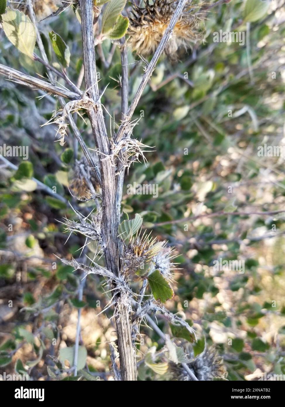 California thistle (Cirsium occidentale californicum) Plantae Stock ...