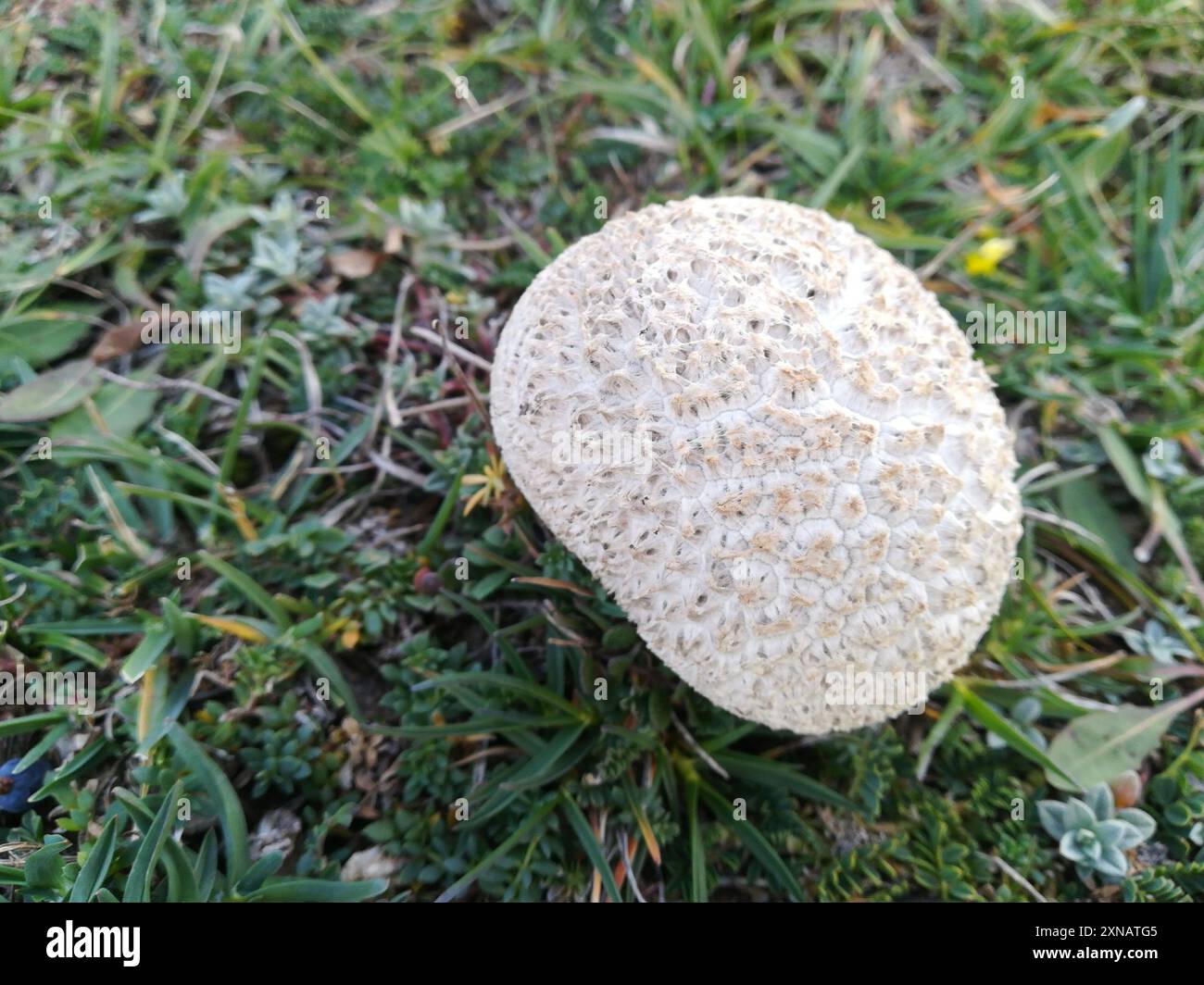 puffballs (Lycoperdaceae) Fungi Stock Photo - Alamy