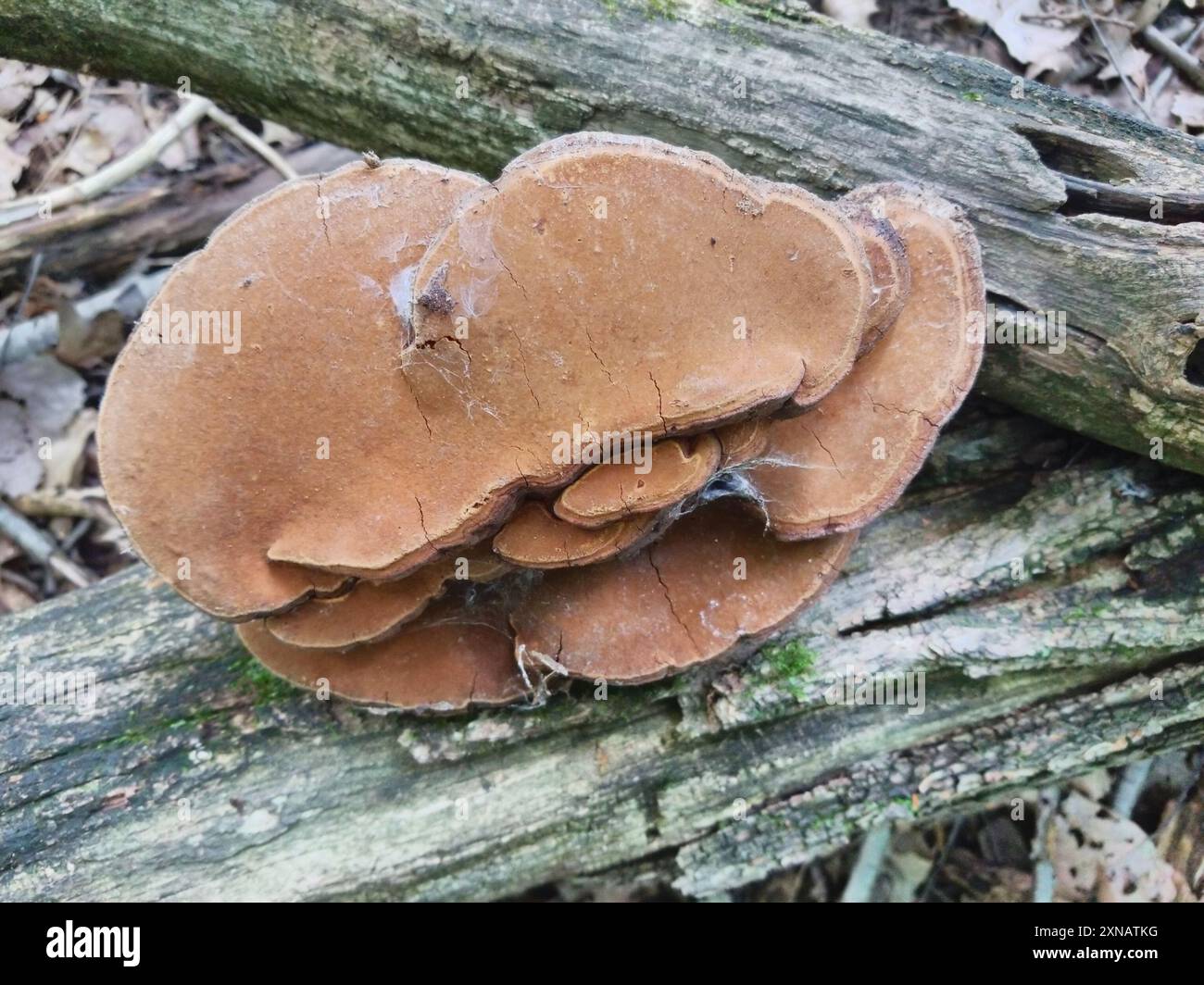 Cracked Cap Polypore (Fulvifomes robiniae) Fungi Stock Photo - Alamy