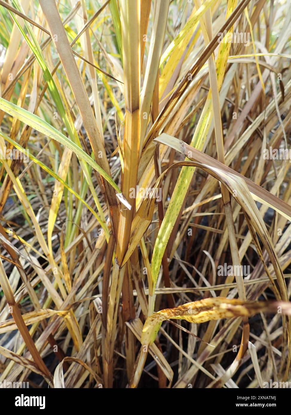 river bulrush (Bolboschoenus fluviatilis) Plantae Stock Photo - Alamy