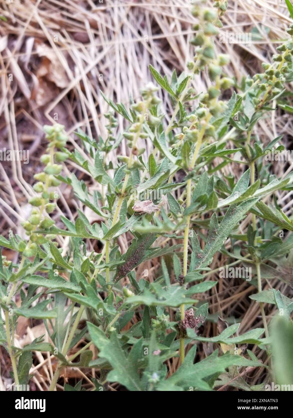 western ragweed (Ambrosia psilostachya) Plantae Stock Photo - Alamy