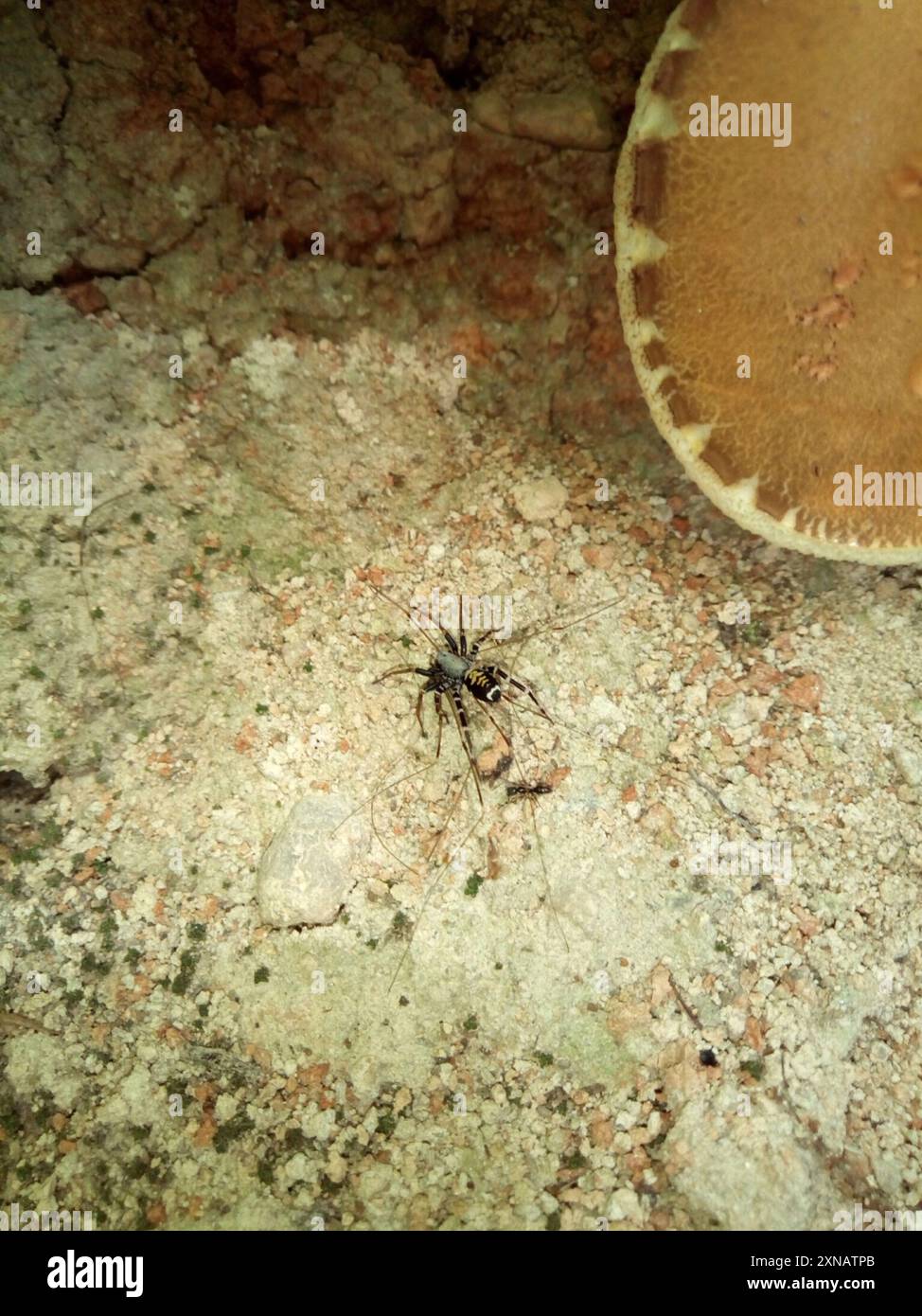 Ant-mimic Sac Spiders (Castianeira) Arachnida Stock Photo - Alamy