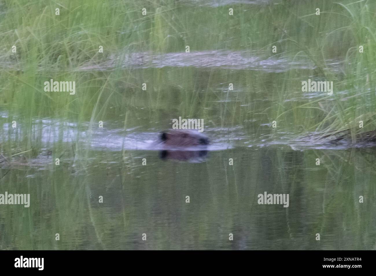 American Beaver (Castor canadensis) Mammalia Stock Photo - Alamy