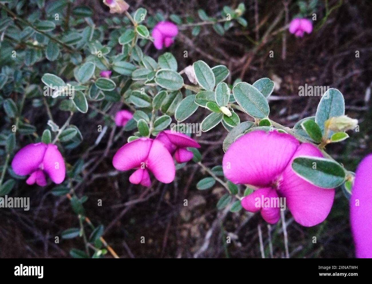 Box Capesweetpea (Podalyria buxifolia) Plantae Stock Photo - Alamy