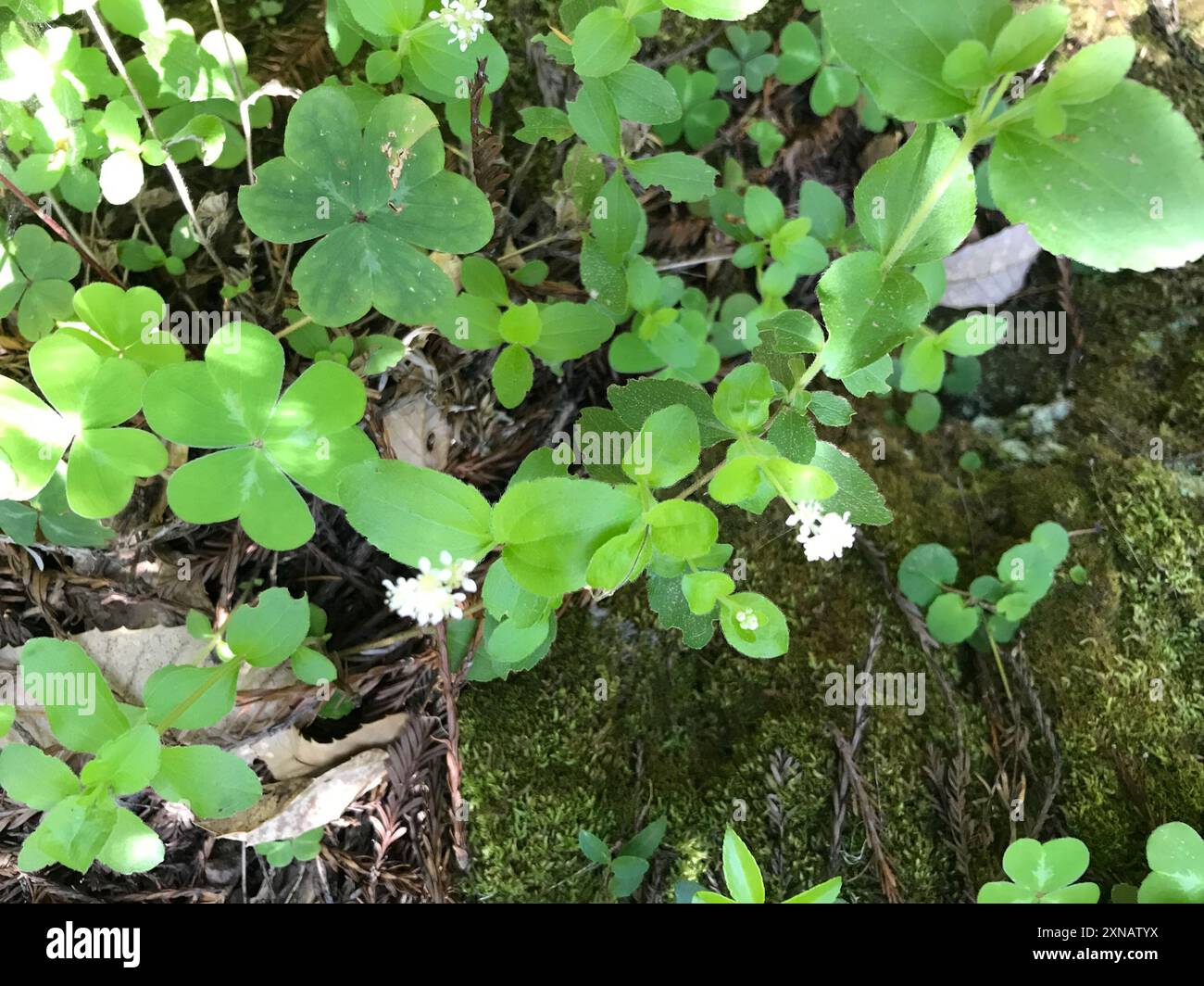 modesty (Whipplea modesta) Plantae Stock Photo - Alamy