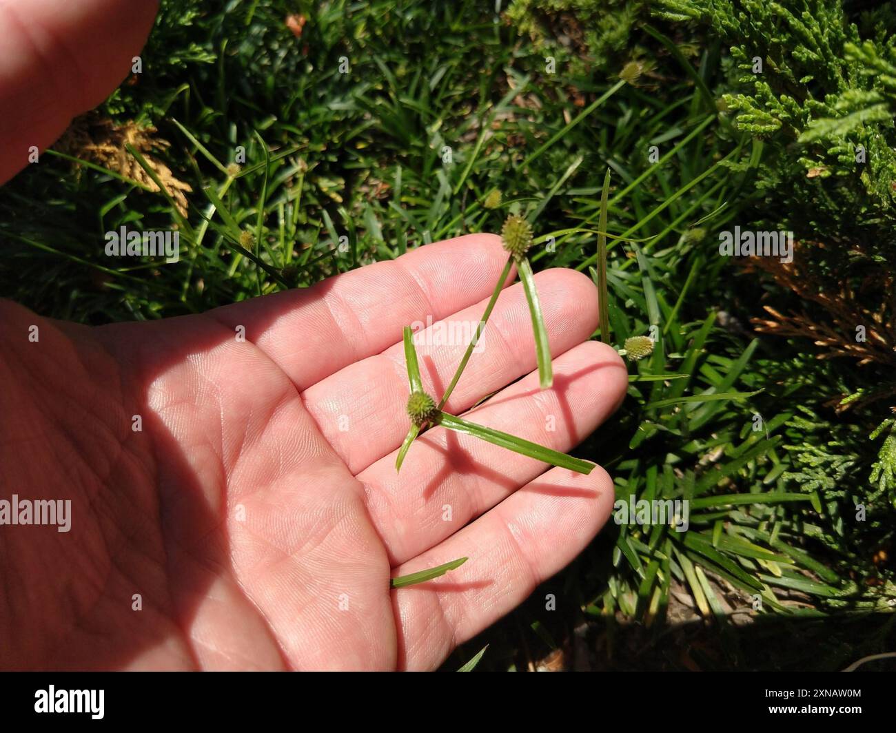 Shortleaf Spikesedge (Cyperus brevifolius) Plantae Stock Photo - Alamy