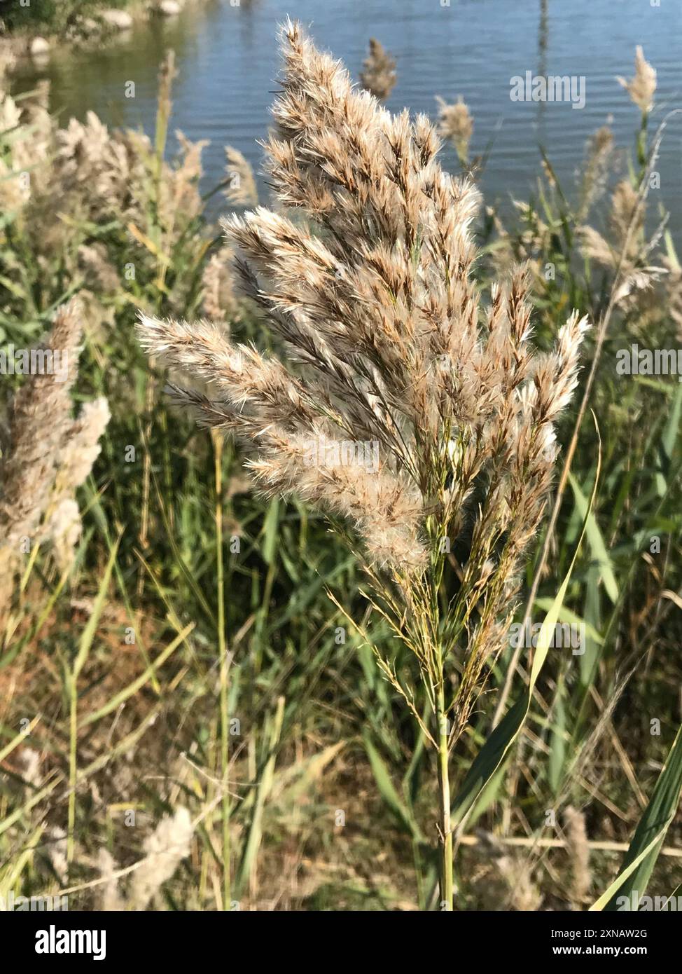 Reeds, Giant Canes, and allies (Arundinoideae) Plantae Stock Photo - Alamy