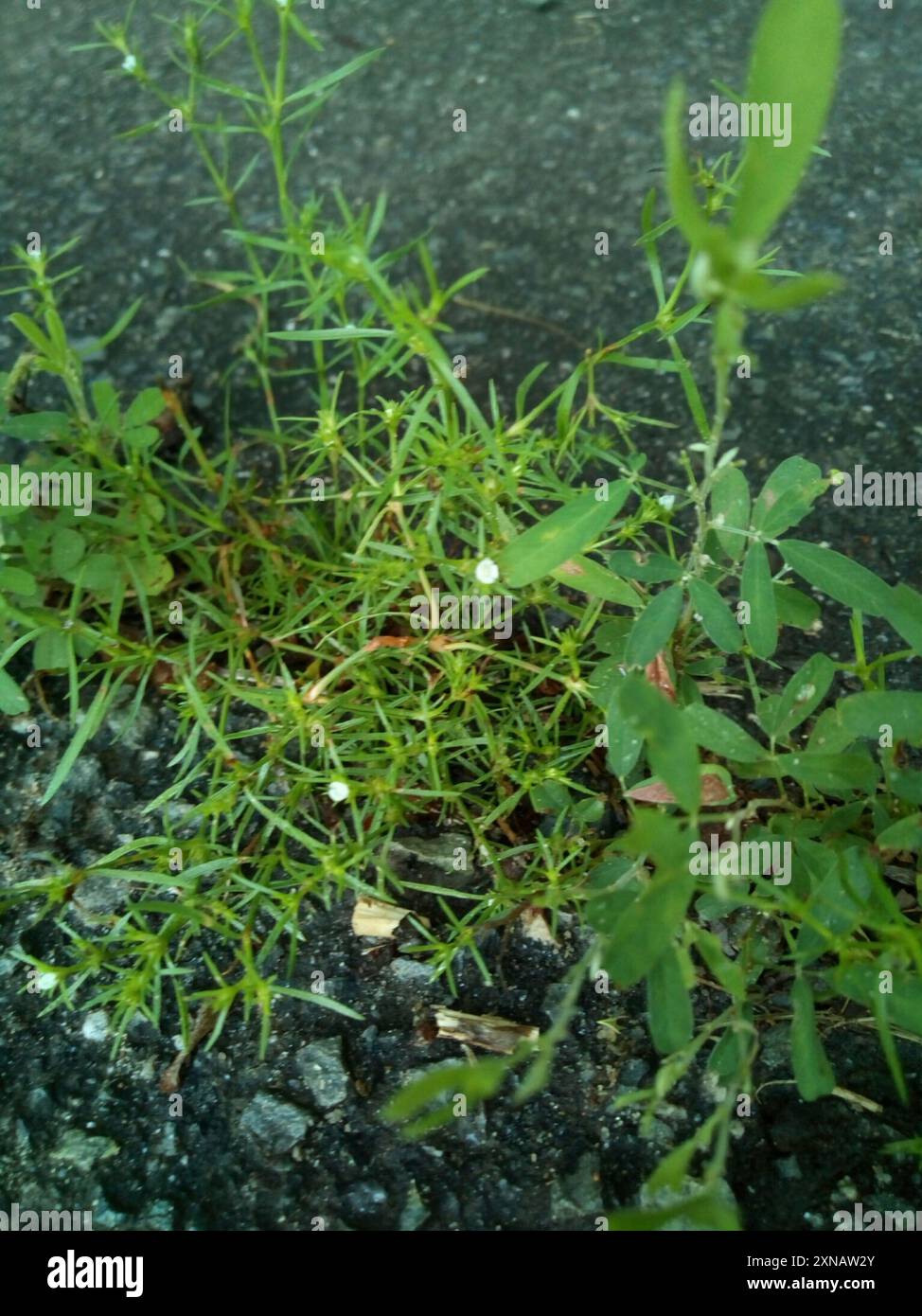 Rust Weed (Polypremum procumbens) Plantae Stock Photo - Alamy