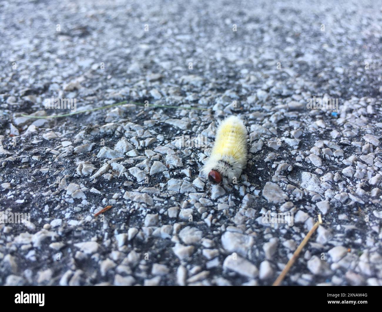 Virginia Ctenucha Moth (Ctenucha virginica) Insecta Stock Photo - Alamy