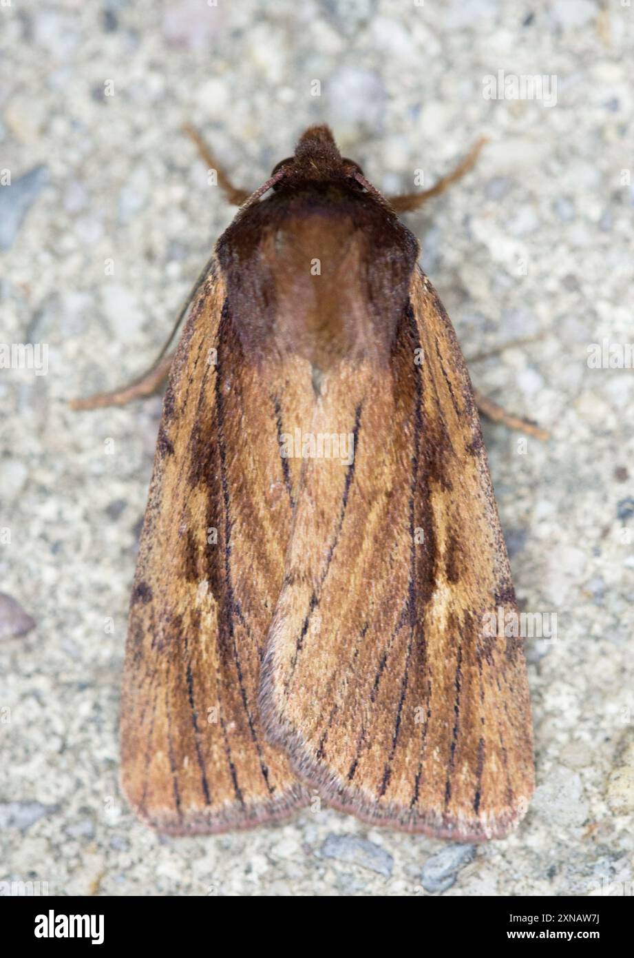 Owlet Moths and Allies (Noctuoidea) Insecta Stock Photo - Alamy