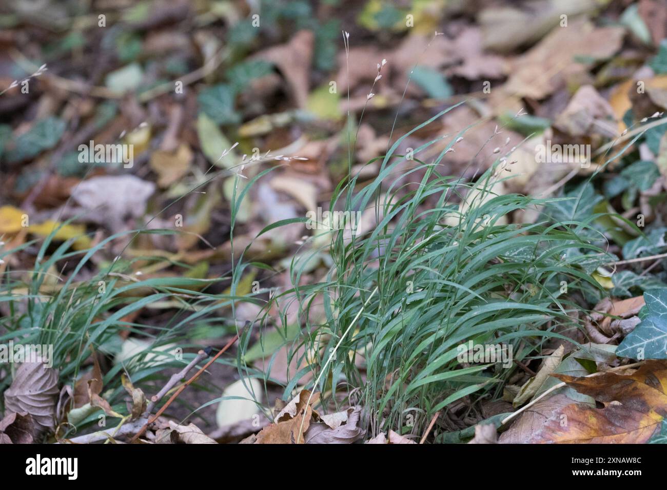 Wood Melick (Melica uniflora) Plantae Stock Photo - Alamy