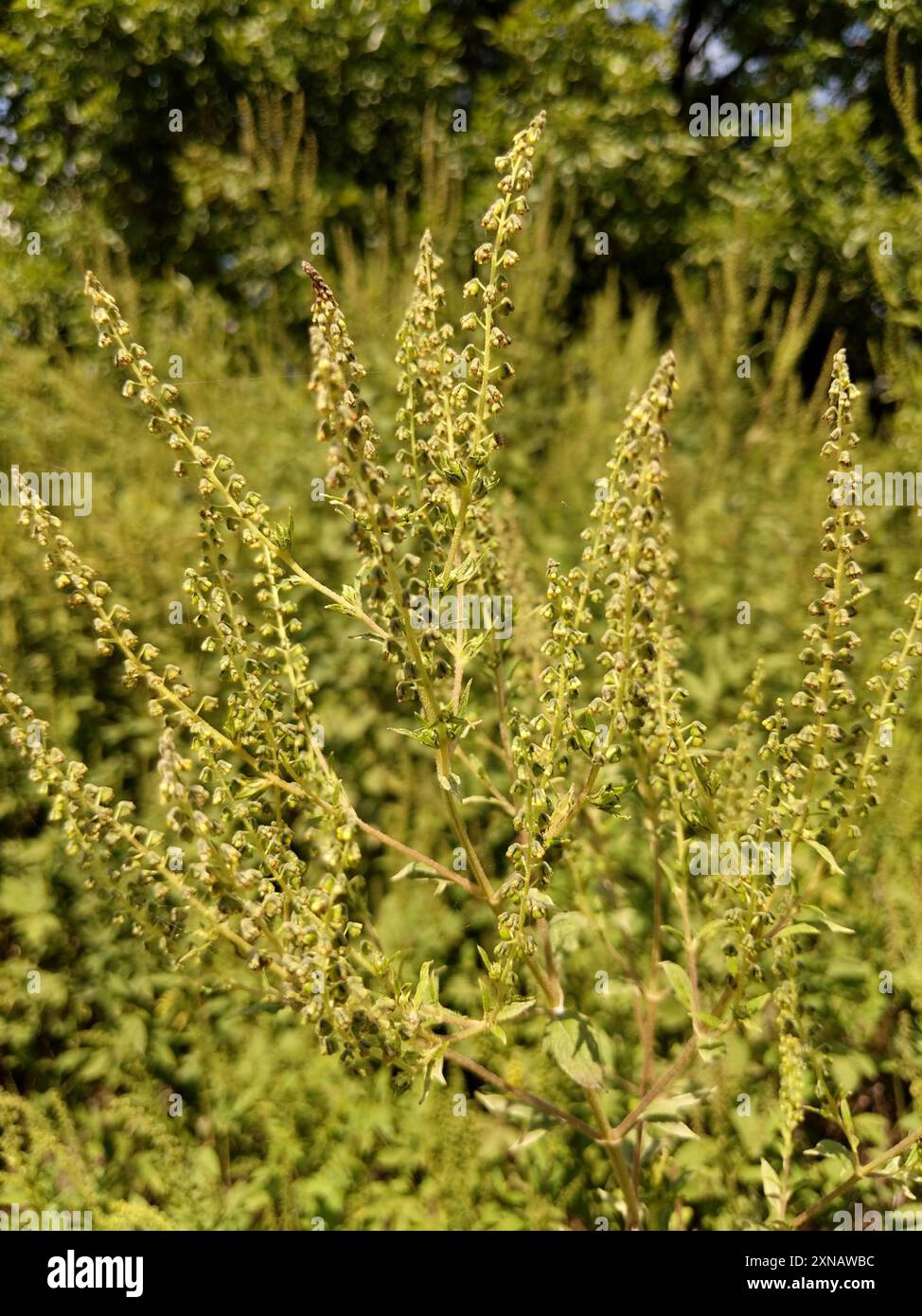 giant ragweed (Ambrosia trifida) Plantae Stock Photo - Alamy