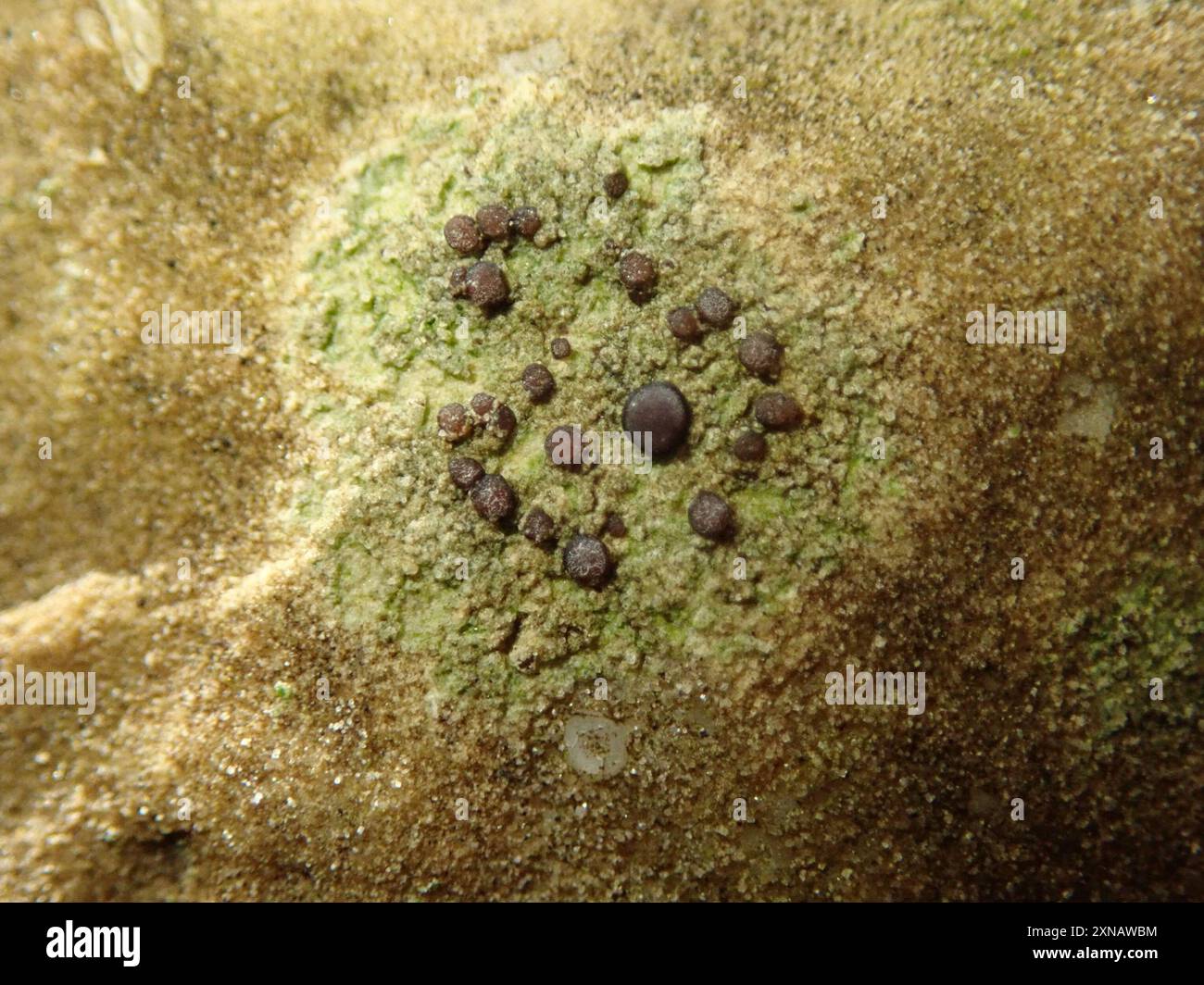 Frosted Grain-spored Lichen (Sarcogyne regularis) Fungi Stock Photo - Alamy