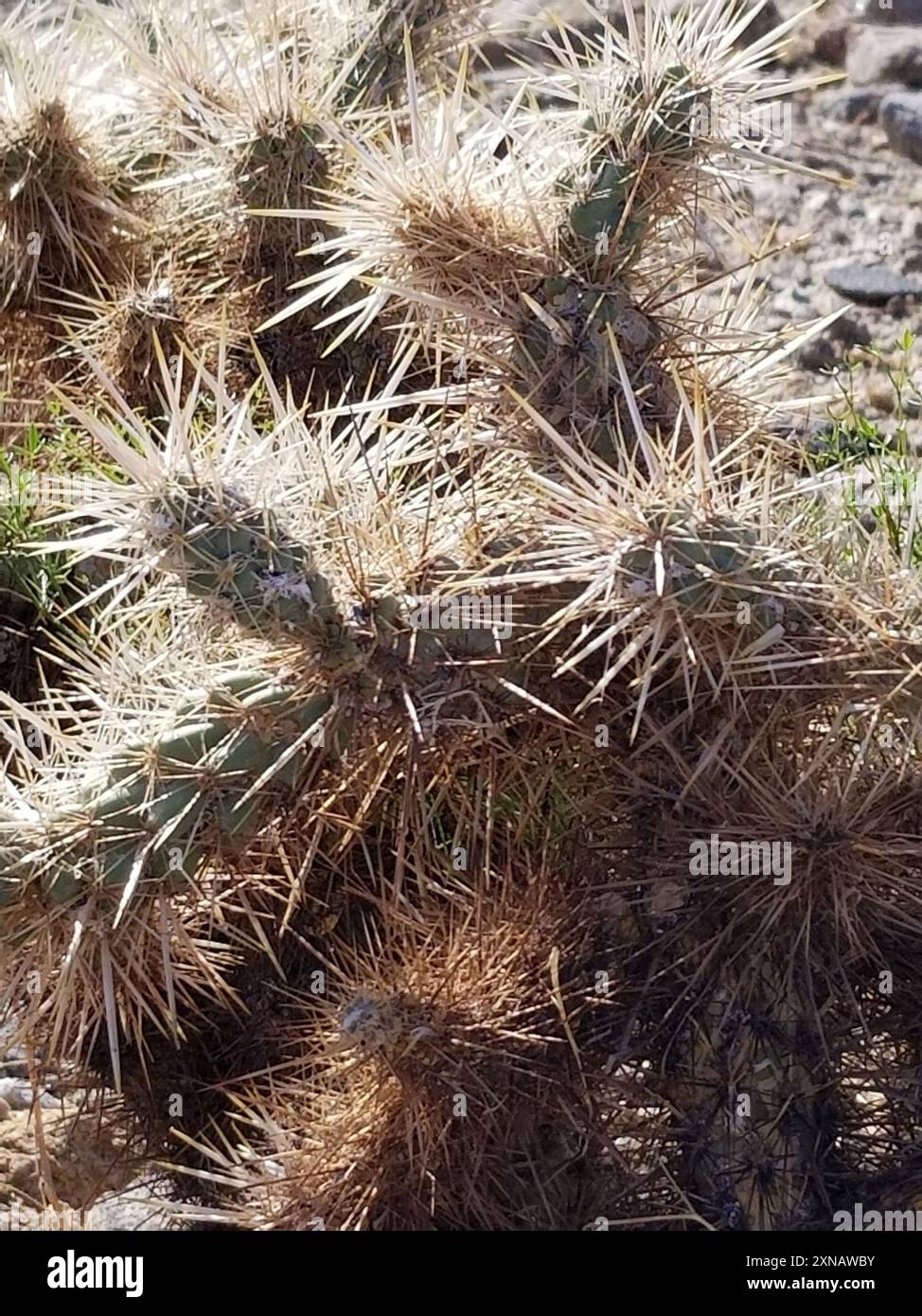 Silver Cholla (Cylindropuntia echinocarpa) Plantae Stock Photo - Alamy