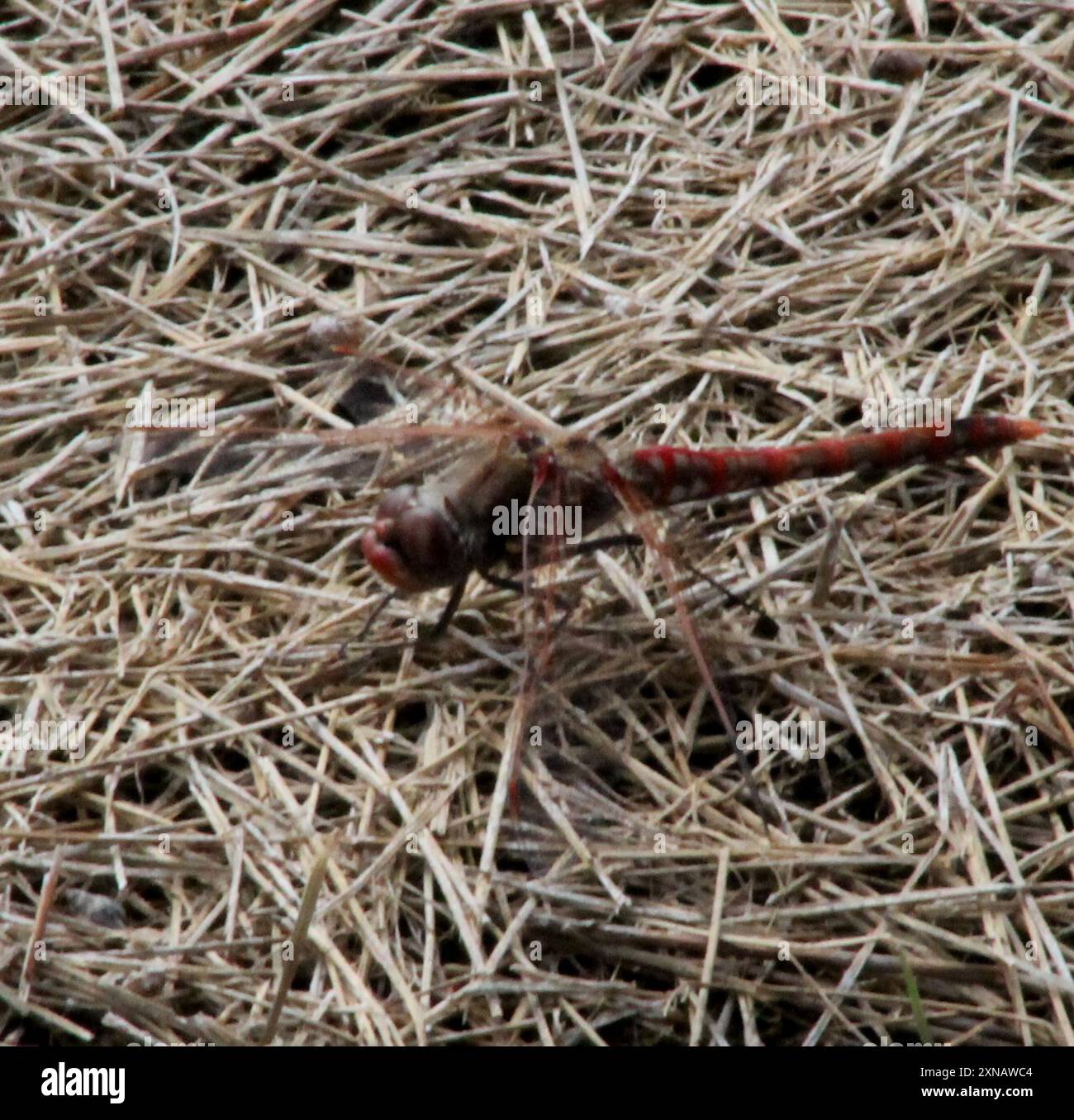 Variegated Meadowhawk (Sympetrum corruptum) Insecta Stock Photo - Alamy