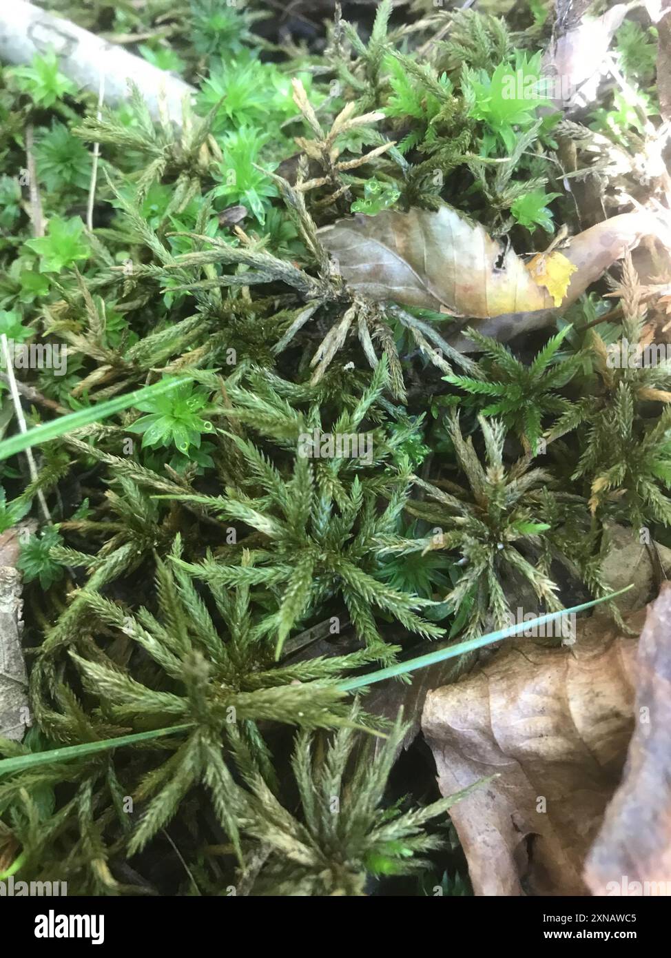 American Tree Moss (Climacium americanum) Plantae Stock Photo - Alamy