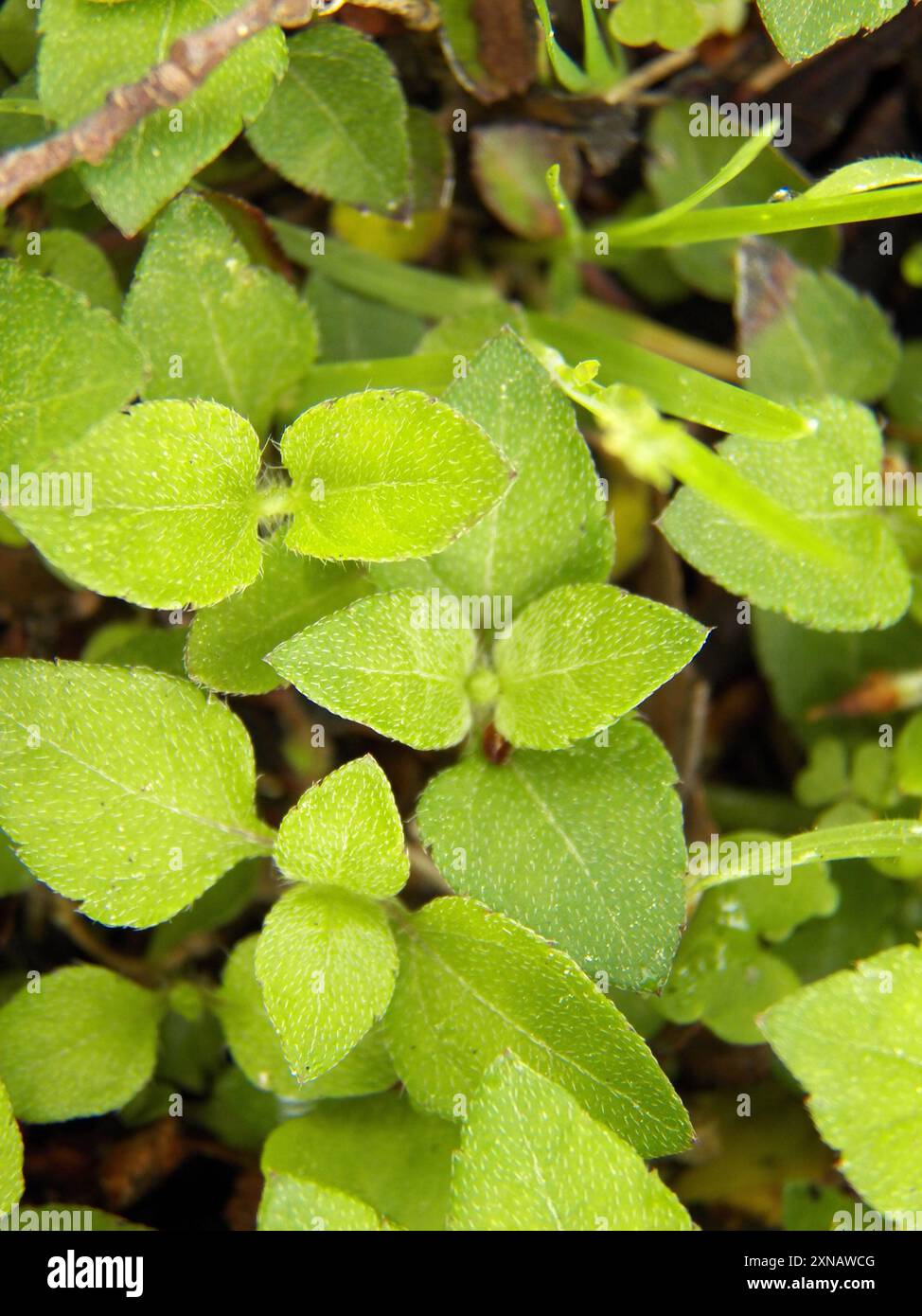 straggler daisy (Calyptocarpus vialis) Plantae Stock Photo - Alamy