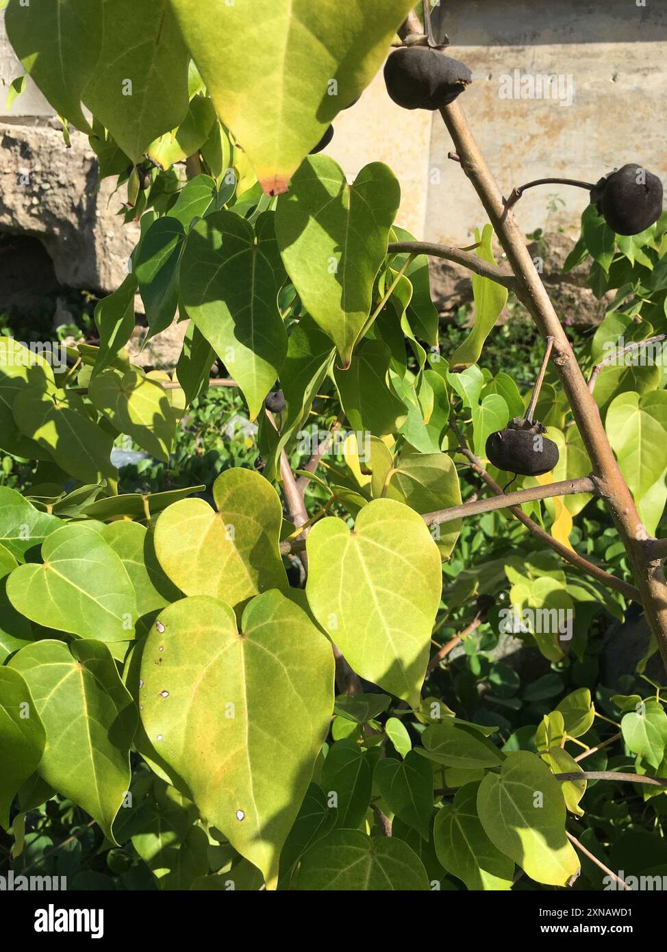 Portia tree (Thespesia populnea) Plantae Stock Photo - Alamy