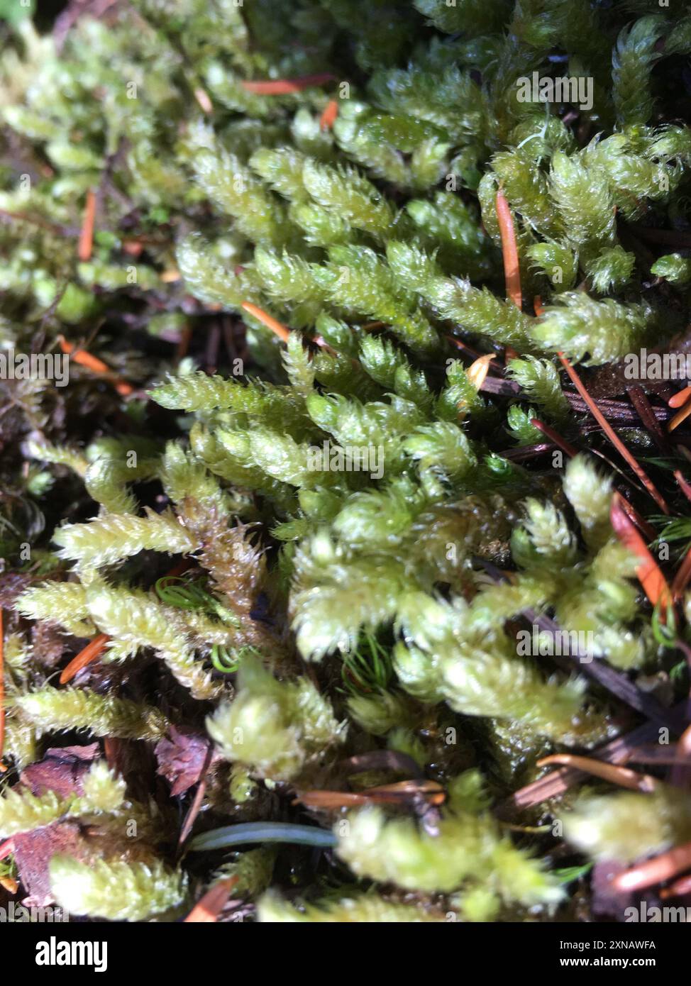 Pipecleaner Moss (Rhytidiopsis robusta) Plantae Stock Photo - Alamy