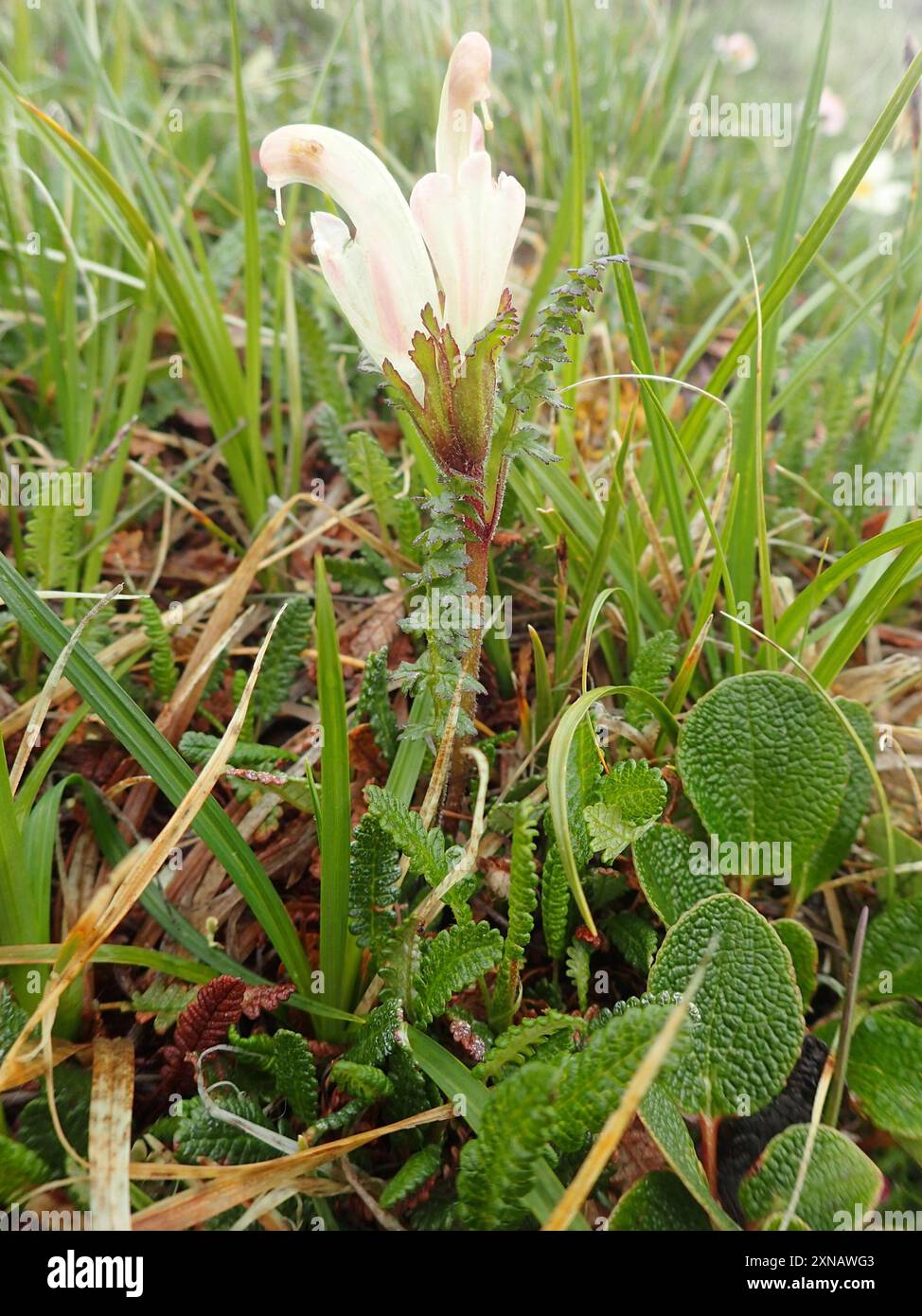 Capitate Lousewort (Pedicularis capitata) Plantae Stock Photo - Alamy