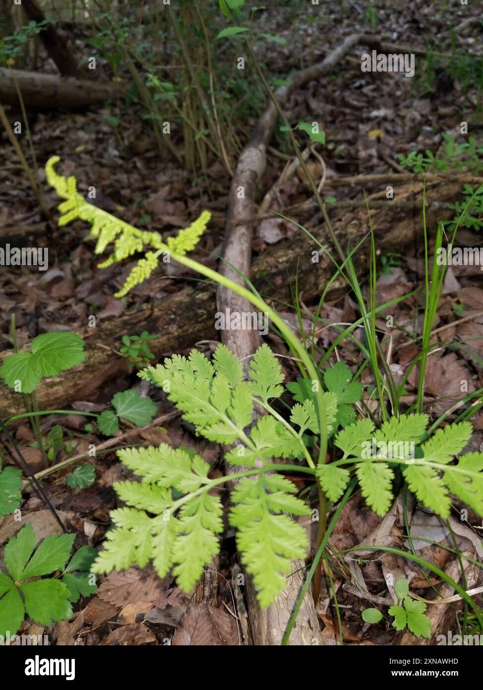 rattlesnake fern (Botrypus virginianus) Plantae Stock Photo - Alamy
