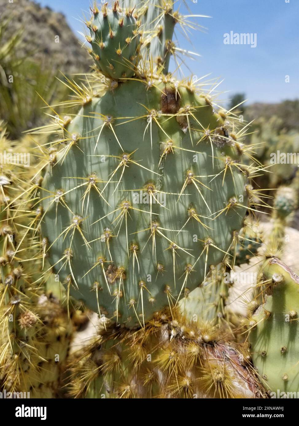 Pancake Pricklypear (Opuntia chlorotica) Plantae Stock Photo - Alamy