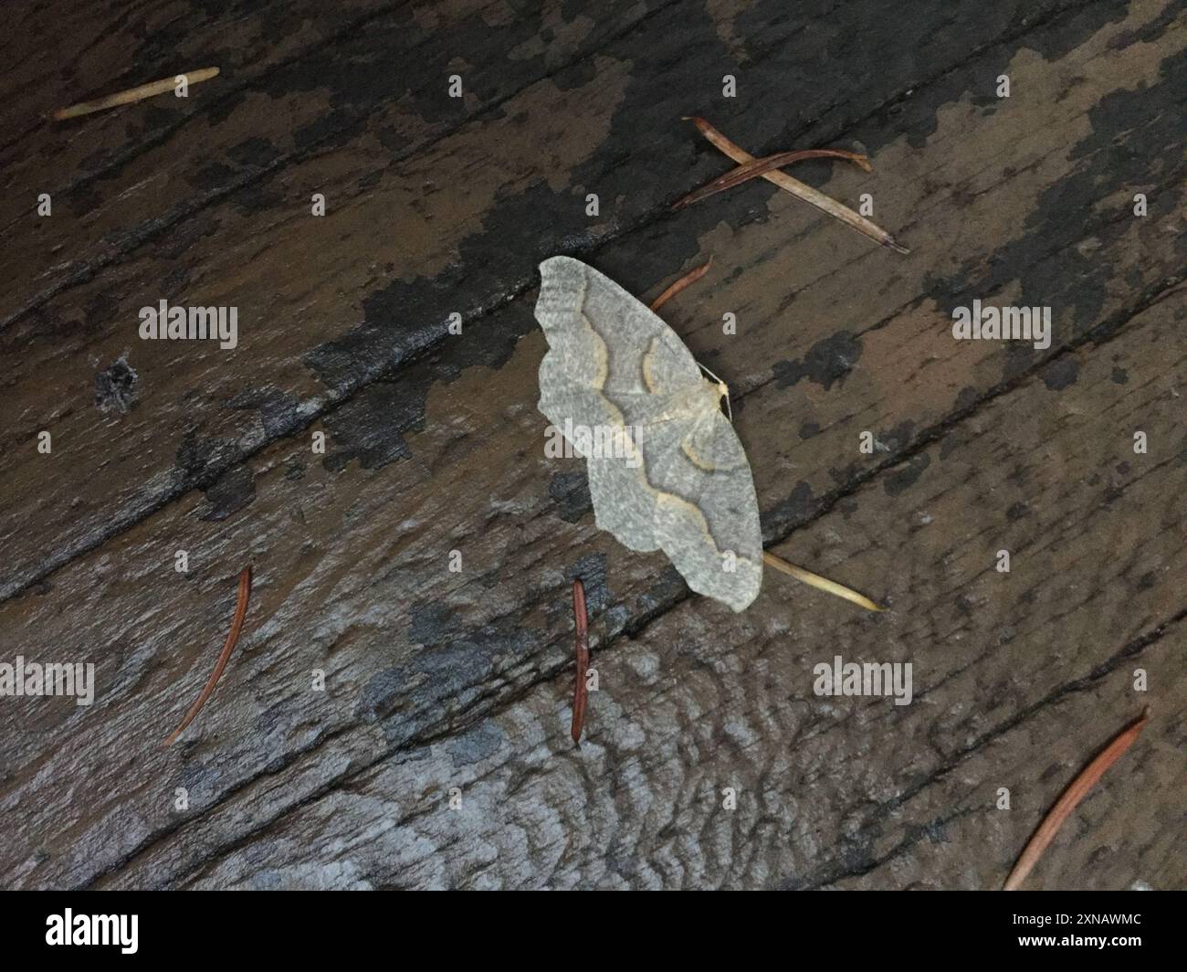 Hemlock Looper Moth (Lambdina fiscellaria) Insecta Stock Photo - Alamy