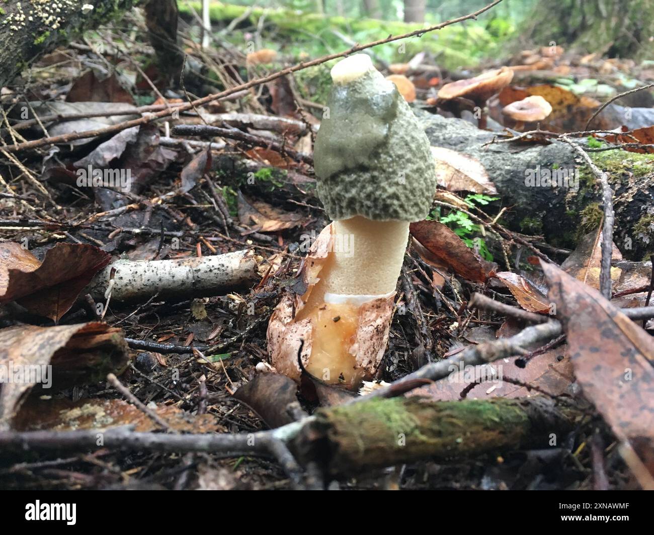 Ravenel's stinkhorn (Phallus ravenelii) Fungi Stock Photo - Alamy